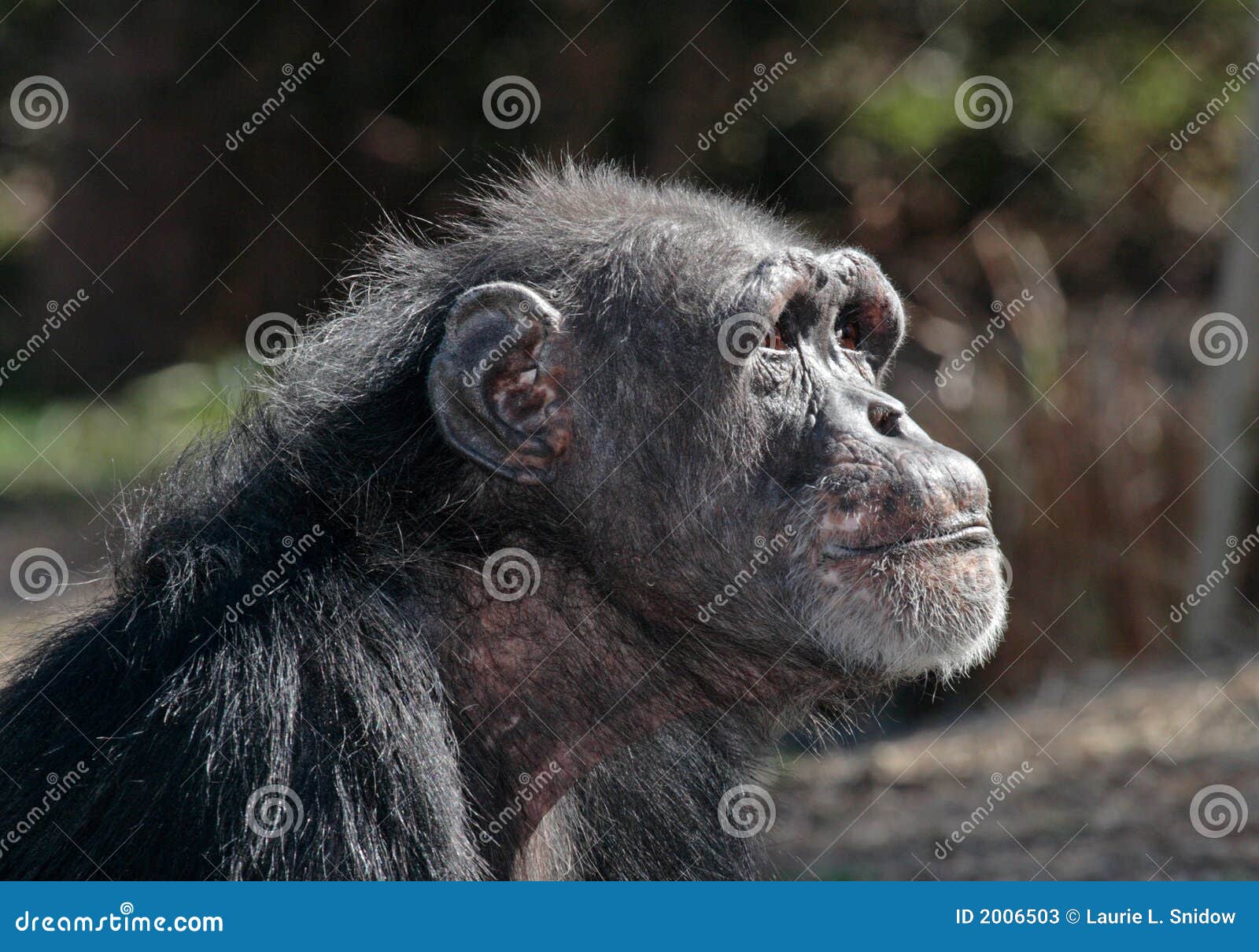 Old Female Chimpanzee stock image. Image of mammal, primate - 2006503
