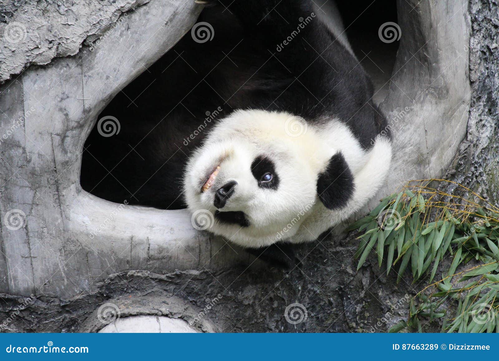 An Old Female Panda in China Stock Image - Image of china, panda: 87663289