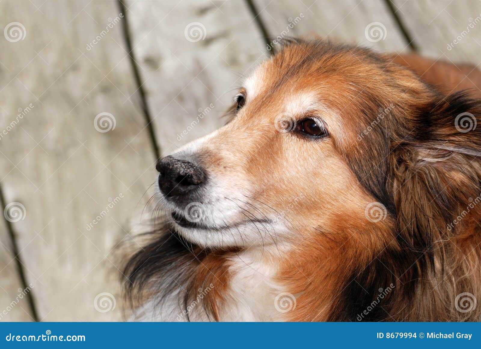 Old female sheltie dog stock photo. Image of deck, cute - 8679994