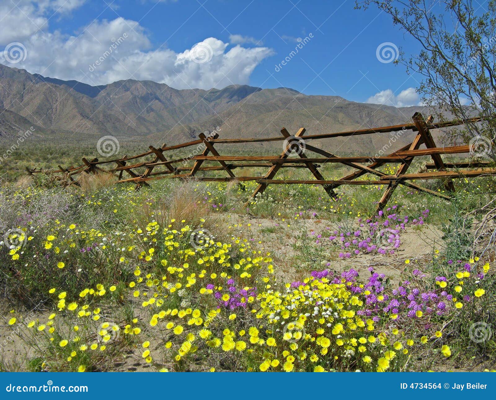 Old Fence, Desert Wildflowers Stock Photo - Image of sand, cloud: 4734564