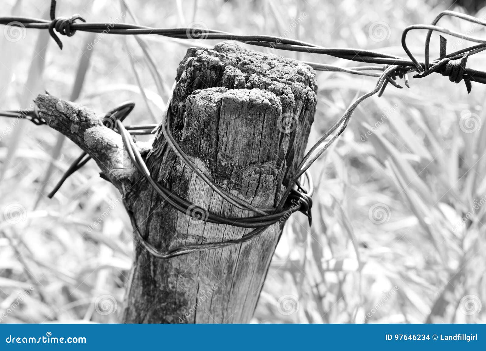 Old Fence Post and Barbed Wire Stock Photo - Image of outdoor, rustic ...