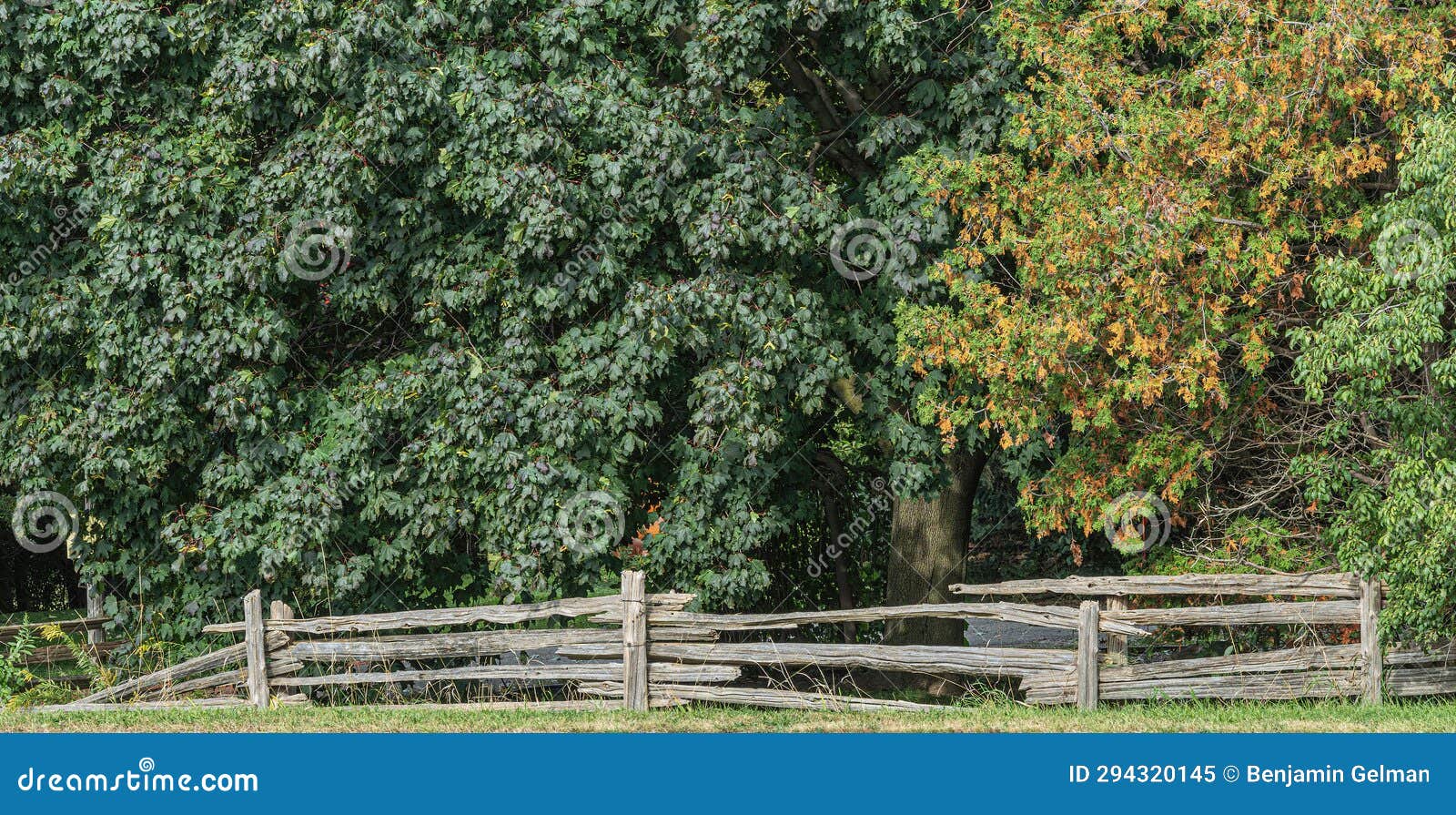 Old Fence Under a Large Maple Tree Stock Image - Image of outdoor, large: 294320145