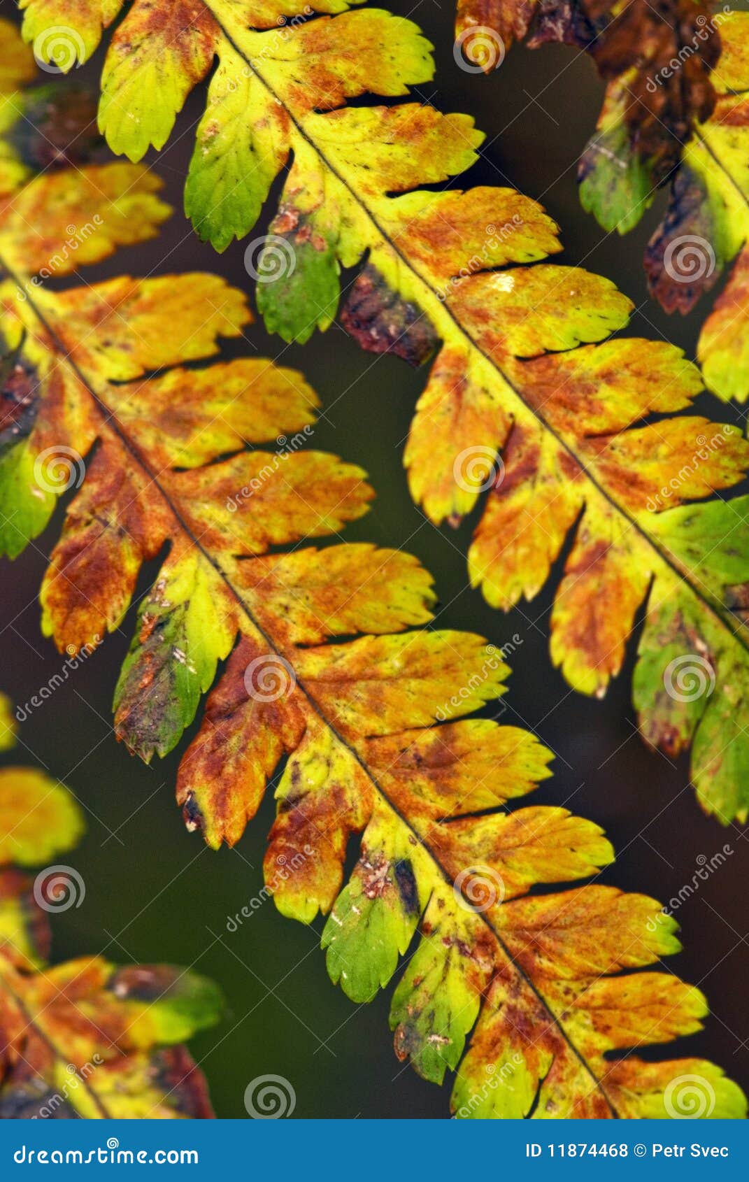 Old fern stock photo. Image of calm, dead, autumn, blue - 11874468