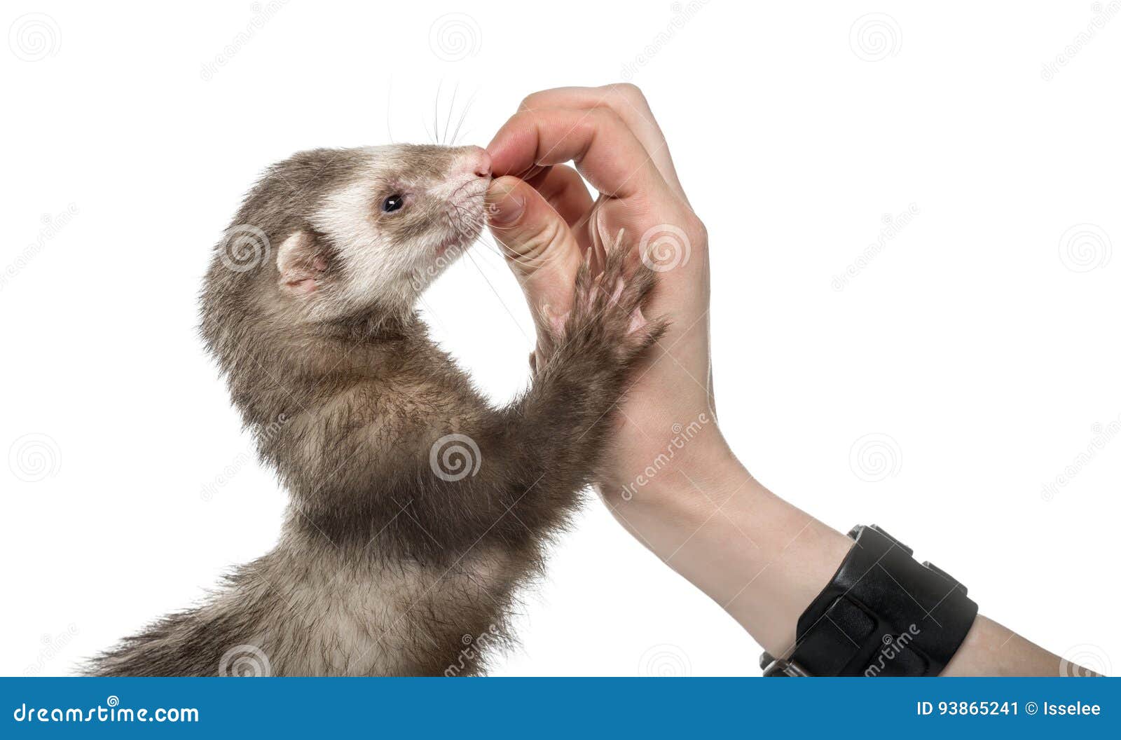 Old Ferret Eating in Human Hand, Isolated Stock Image - Image of furo ...