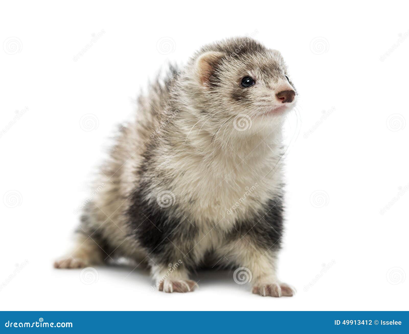 Old ferret stock photo. Image of carnivore, ferret, domestic - 49913412