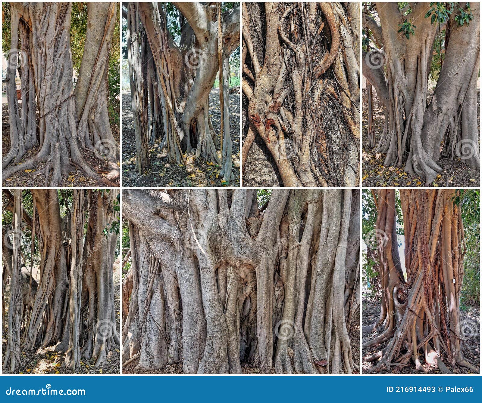 Old ficus roots stock image. Image of evergreen, crown - 216914493