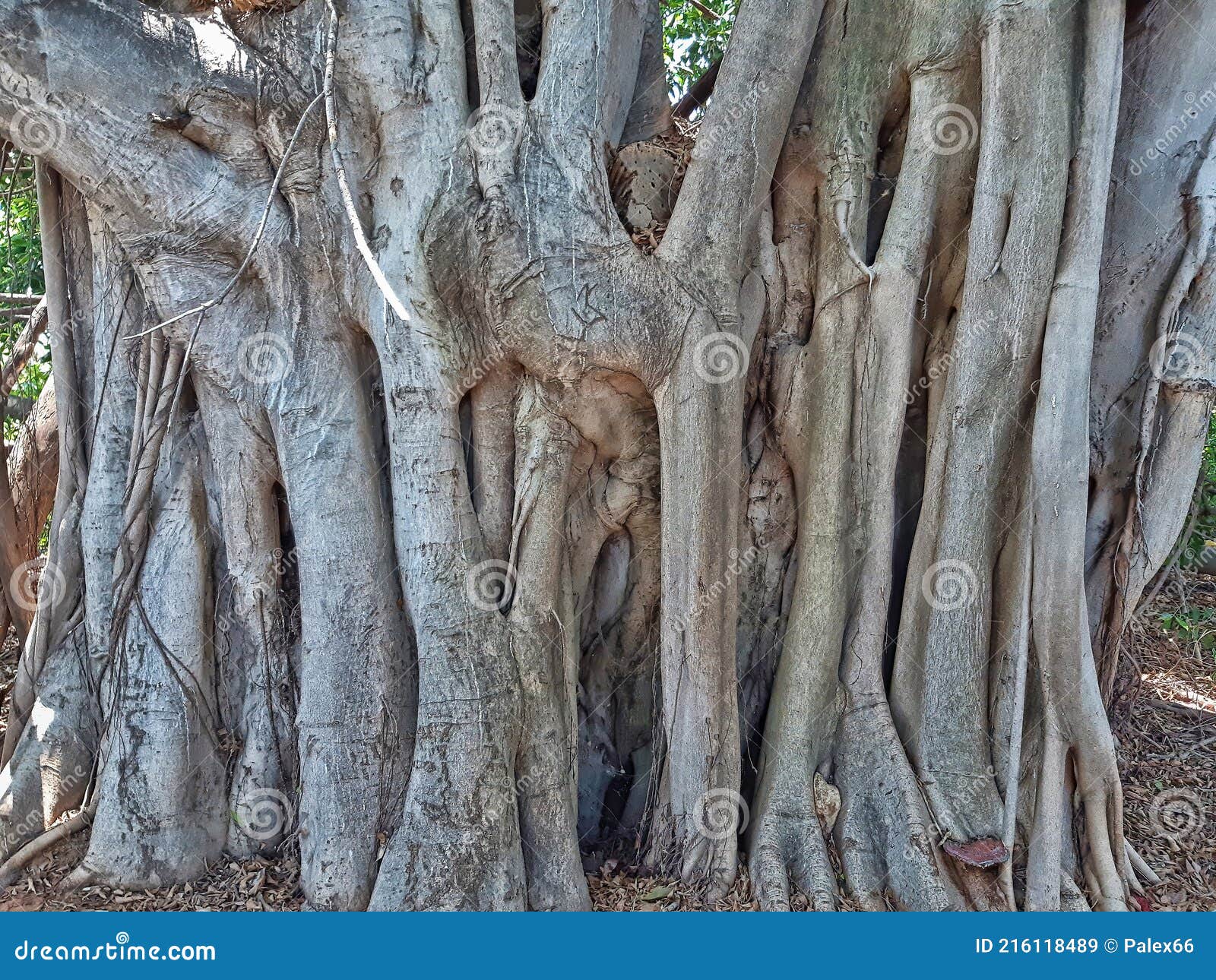 Old Ficus Tree, Ficus Obliqua Stock Image - Image of park, floral ...