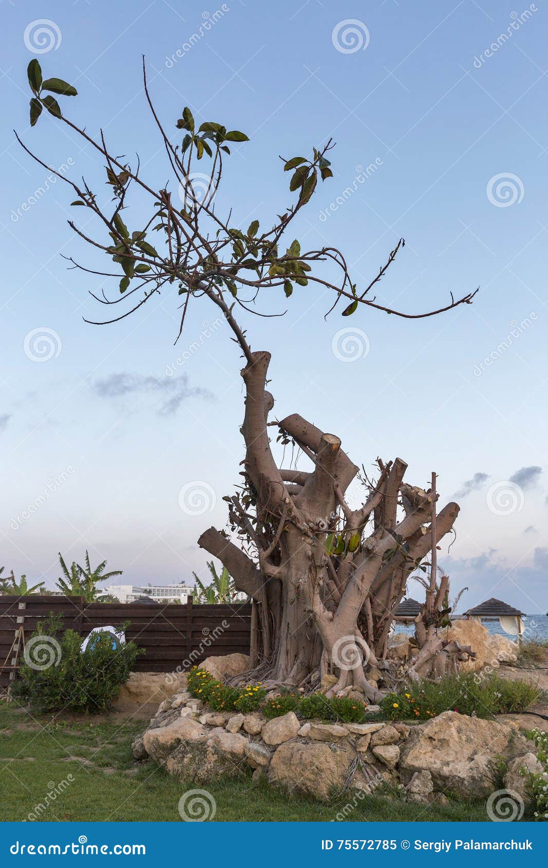 Old Ficus Tree Trunk at Sunset Stock Image - Image of bole, rough: 75572785