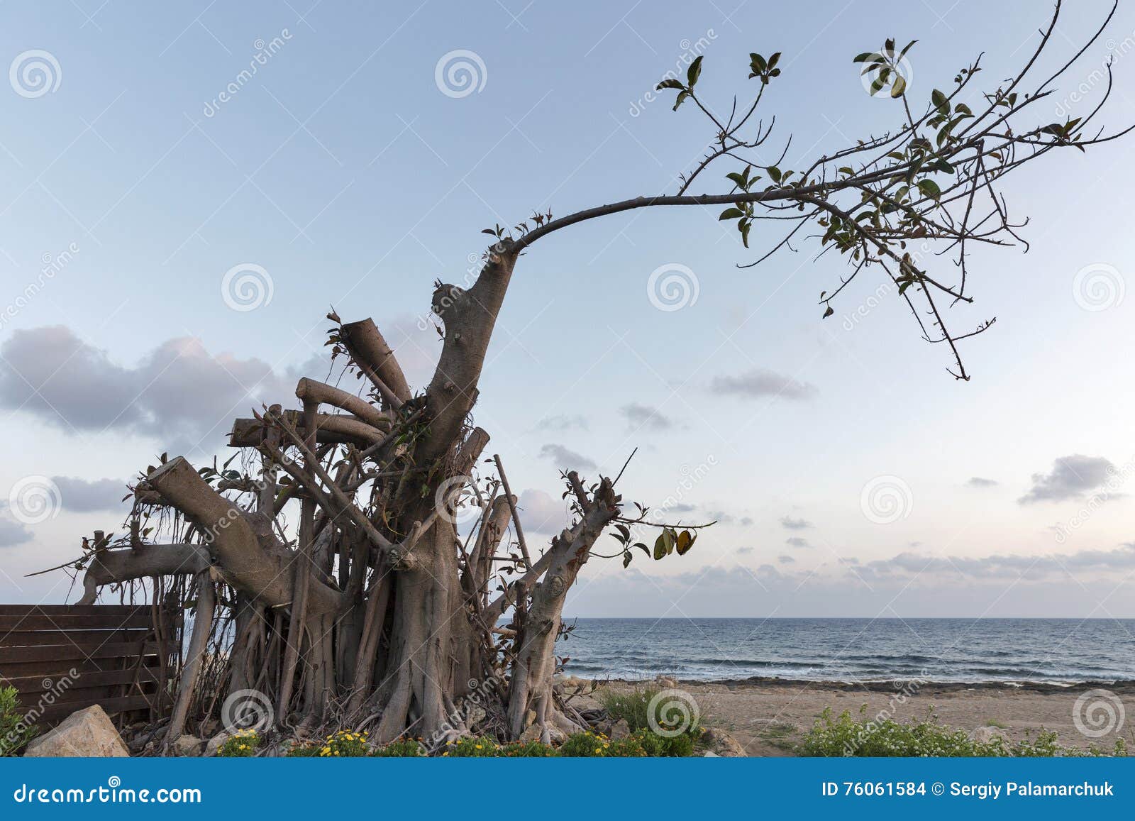 Old Ficus Tree Trunk at Sunset Stock Photo - Image of rough, branch ...
