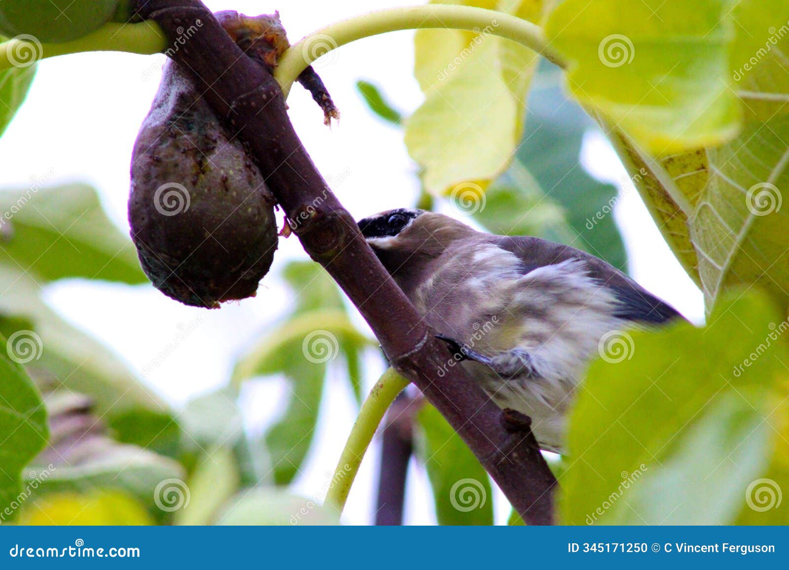Old Fig and Bandit Bird stock photo. Image of cedrorum - 345171250