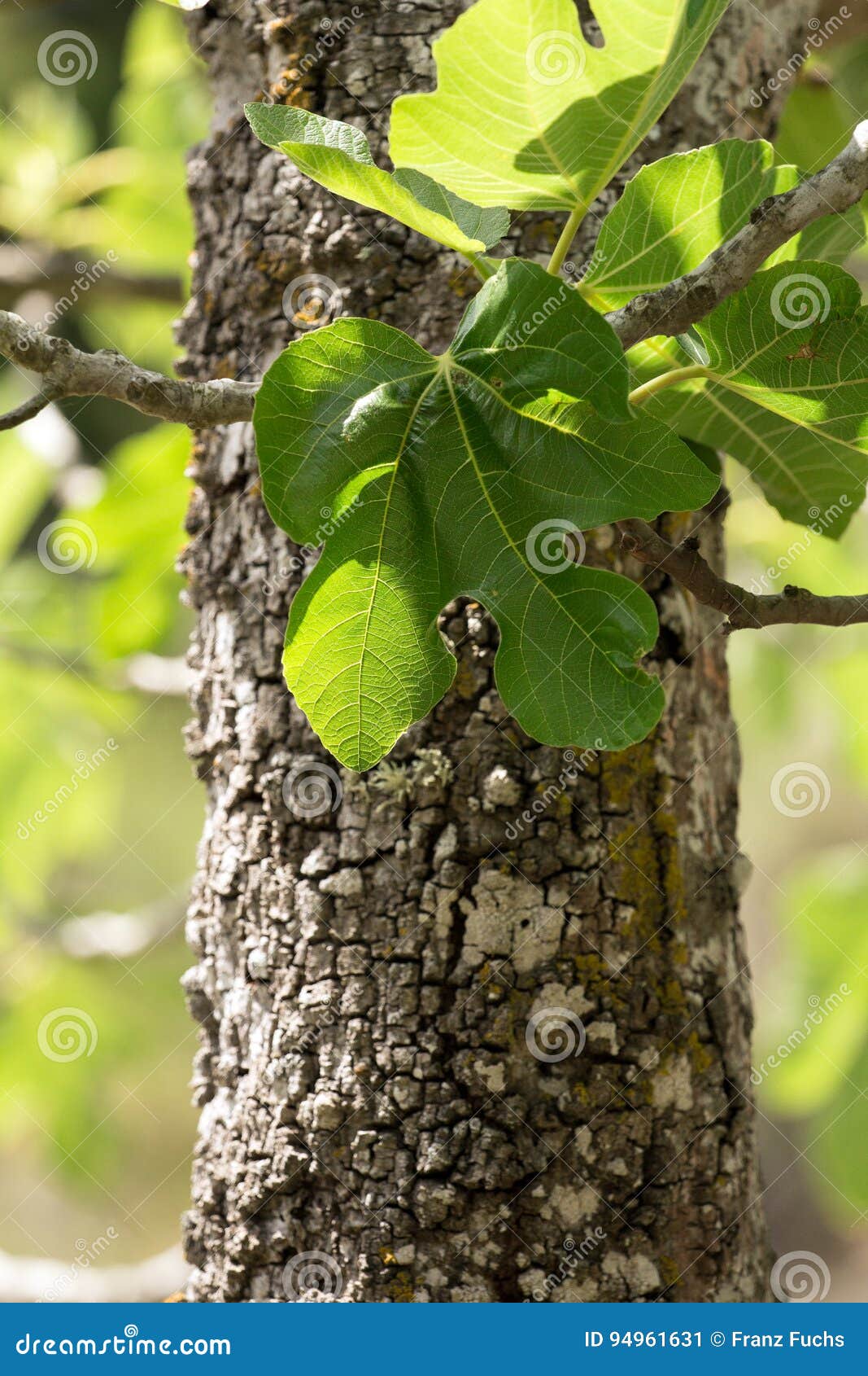 Old Fig Tree stock image. Image of segment, trunk, leaves - 94961631
