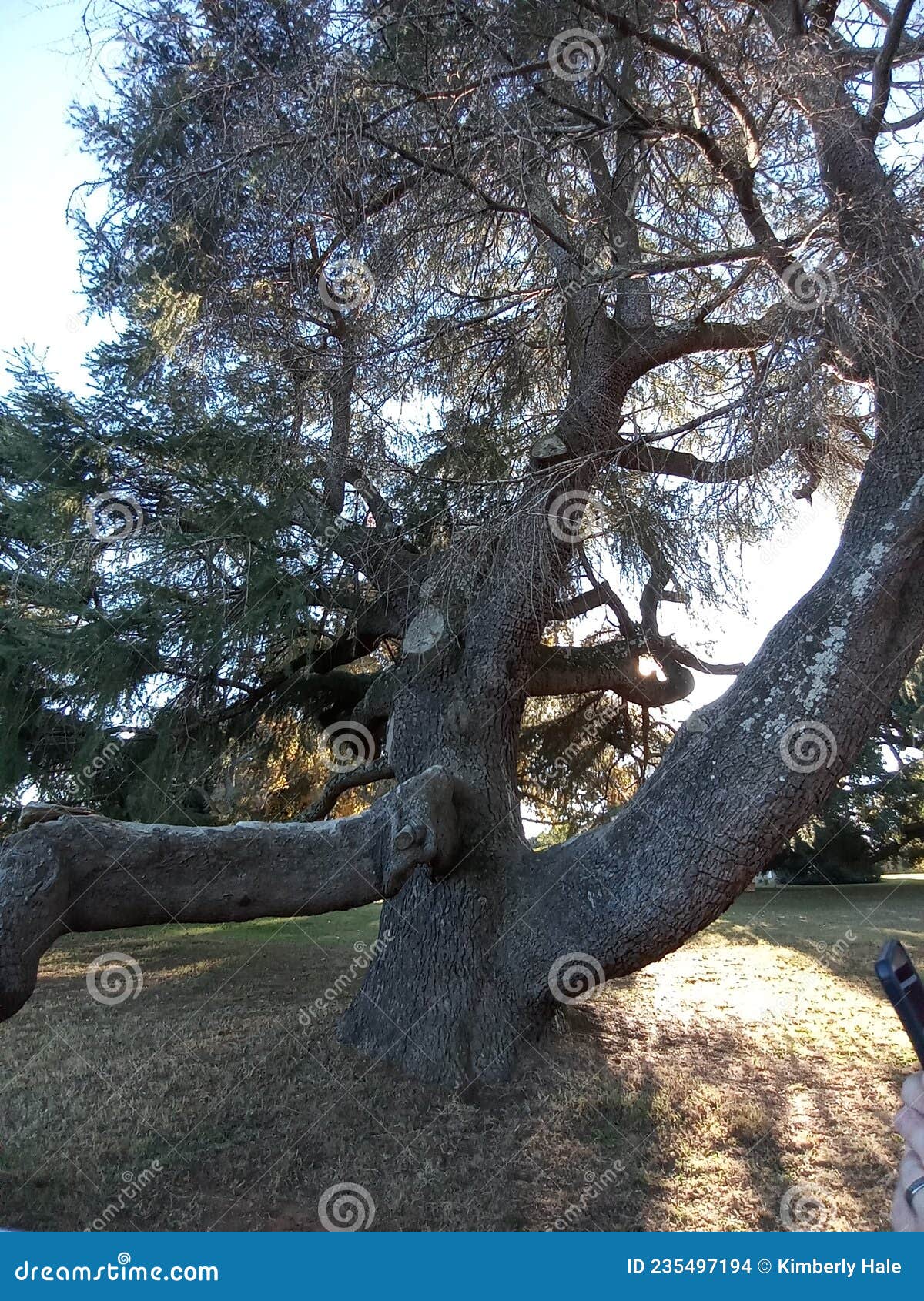 Old fir tree stock photo. Image of green, spring, sculpture - 235497194