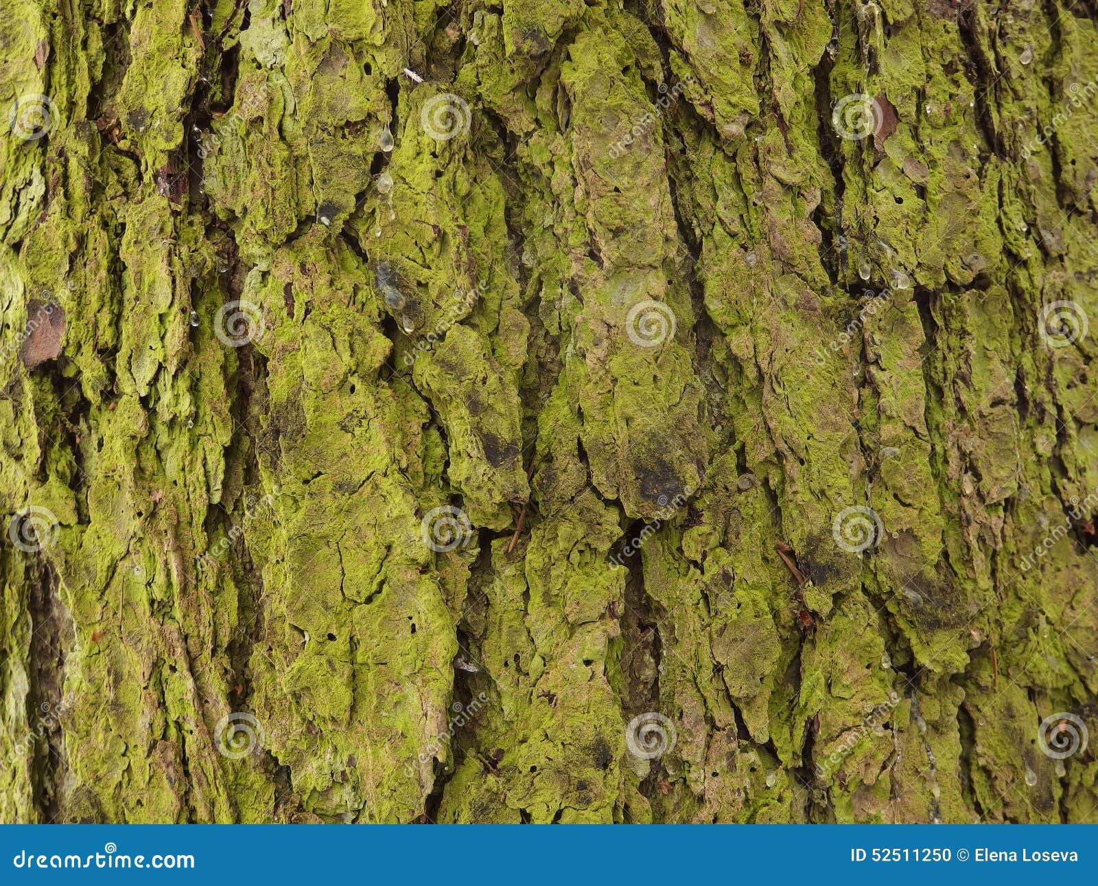 Old fir tree (background) stock photo. Image of brown - 52511250