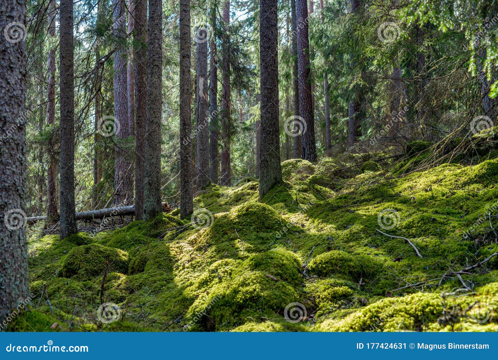 Old Fir Tree Forest in Spring Sunlight Stock Image - Image of branches ...