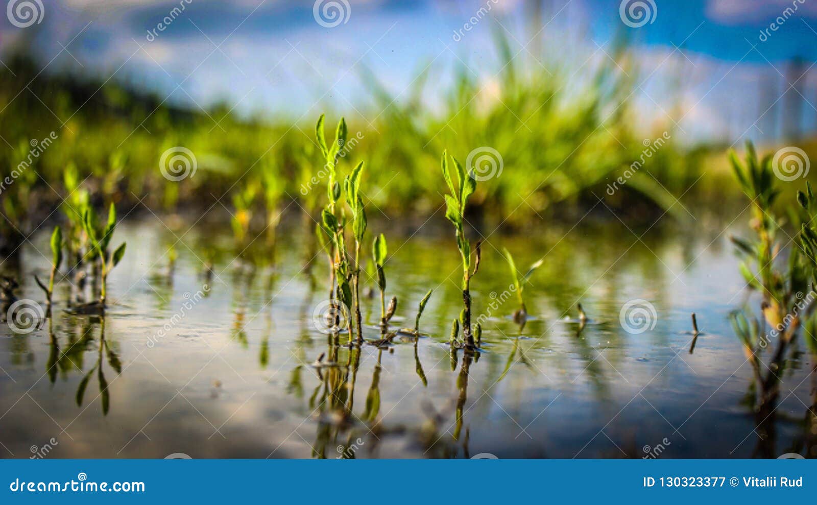 An Old Flooded Swamp Close Up Stock Image - Image of color, beauty ...