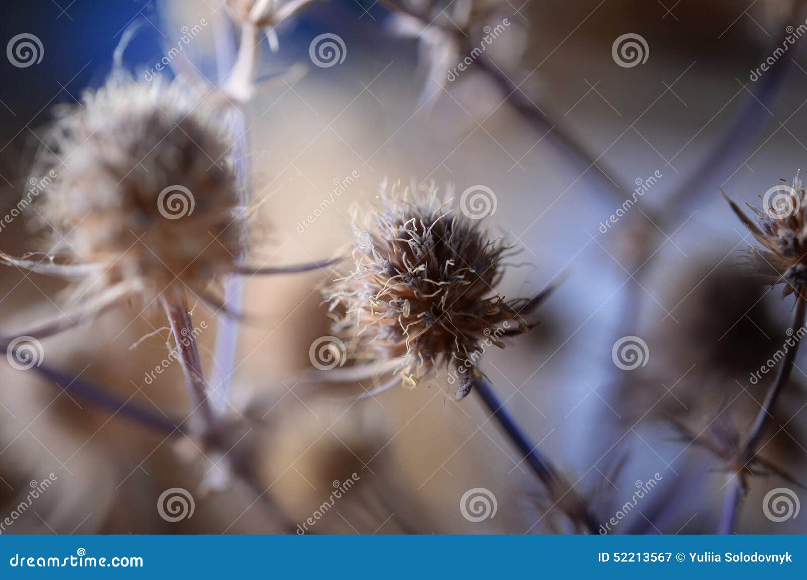 Old flower stock image. Image of flowers, autumn, close - 52213567