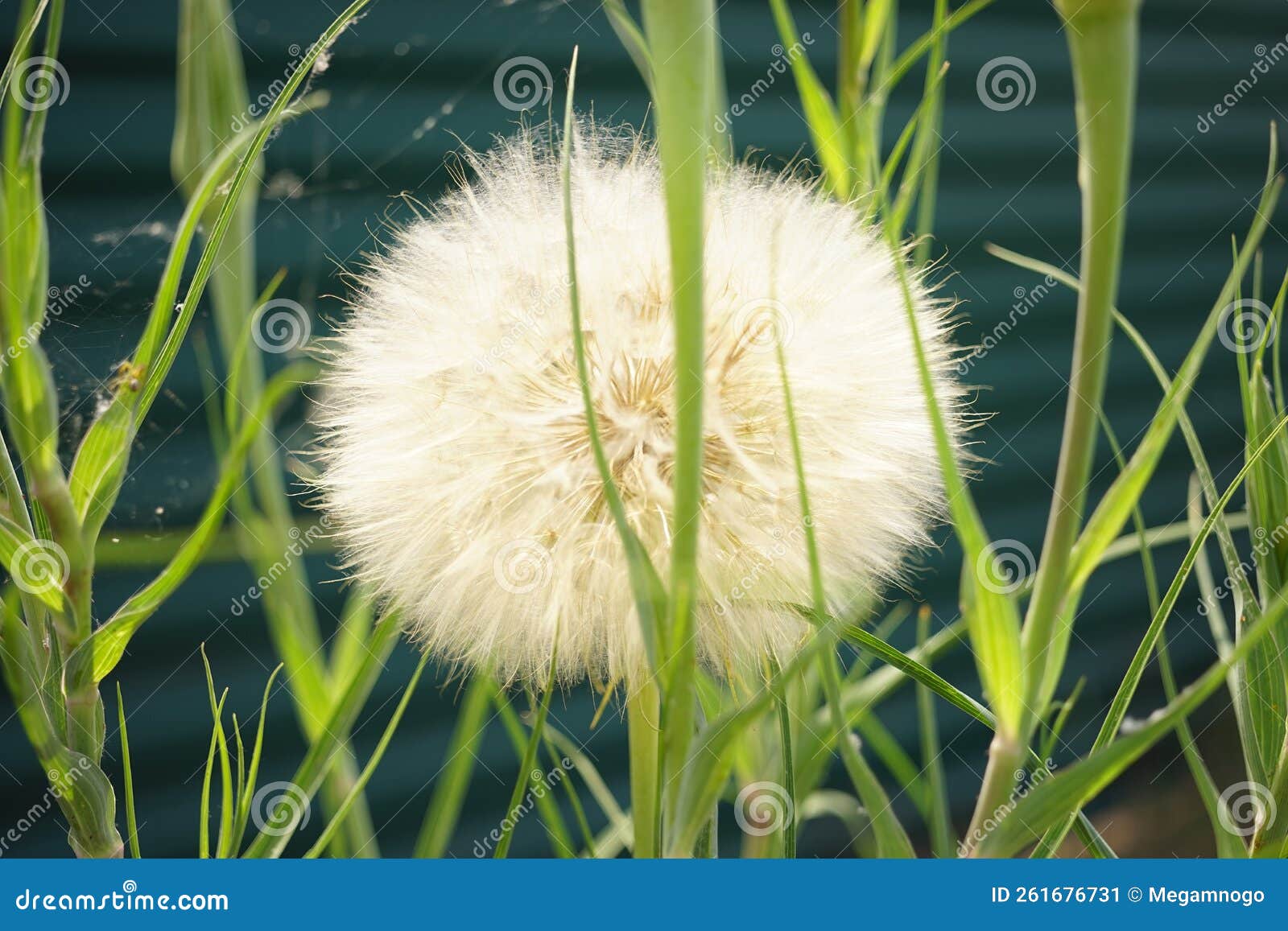 Old Fluffy Dandelion Flower Grow in the Spring Garden Stock Image ...