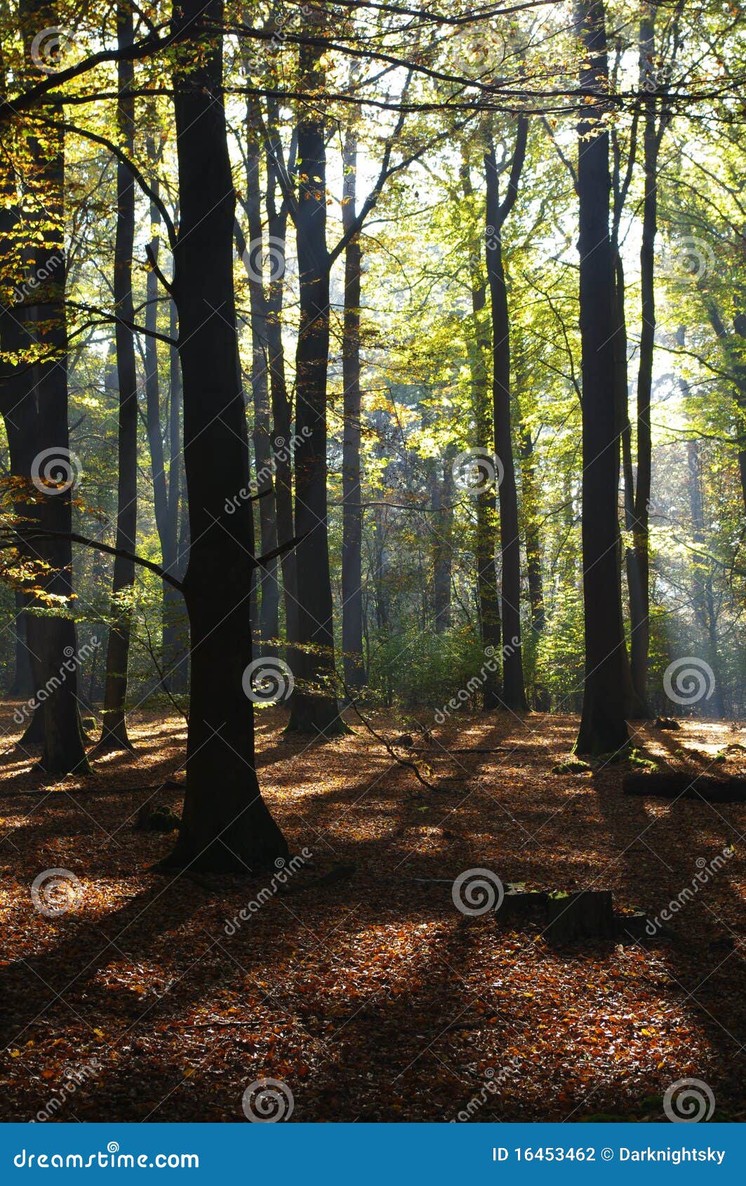 Old Forest stock photo. Image of sunshine, autumn, green - 16453462