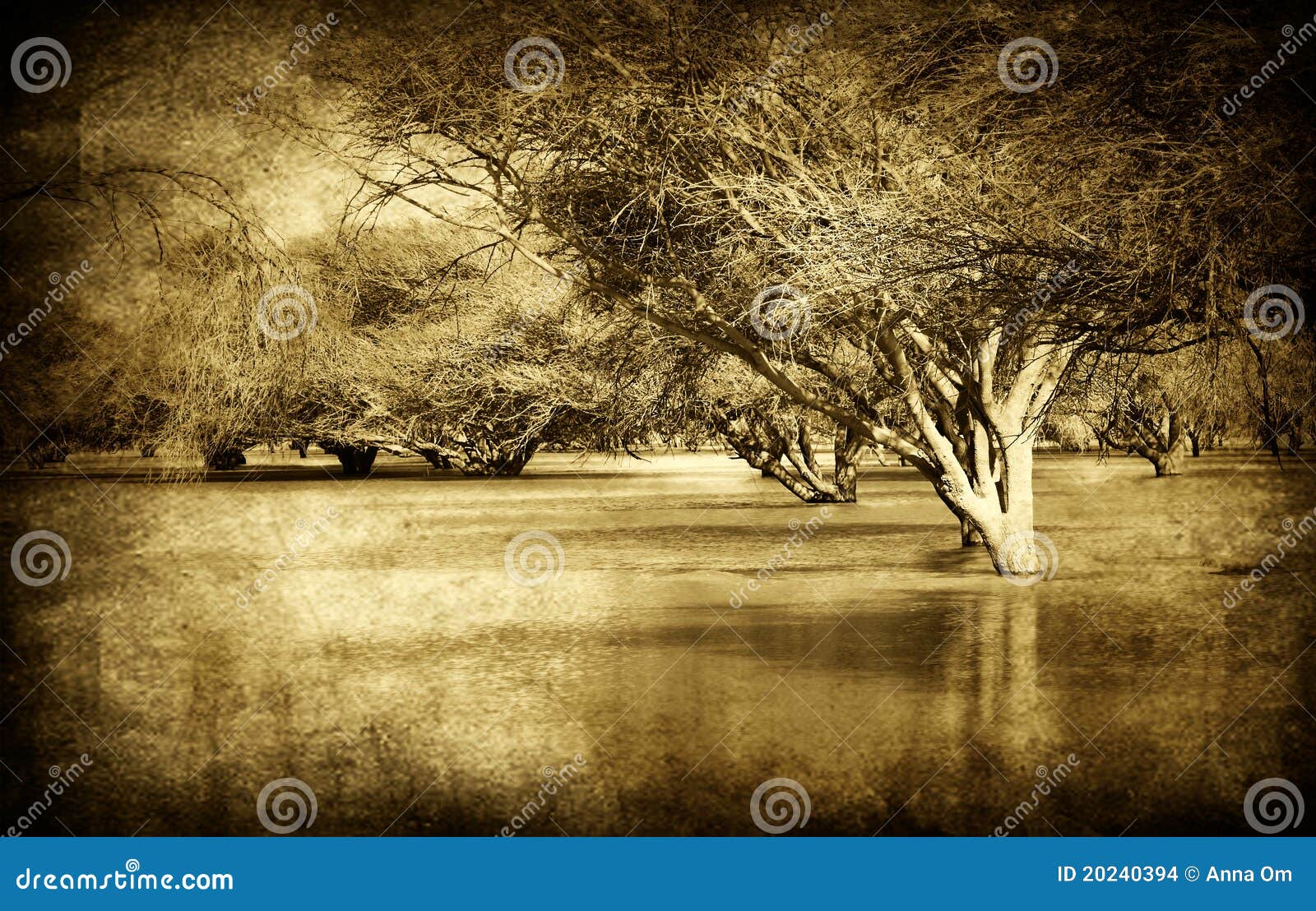 Old forest stock photo. Image of park, brown, dark, natural - 20240394