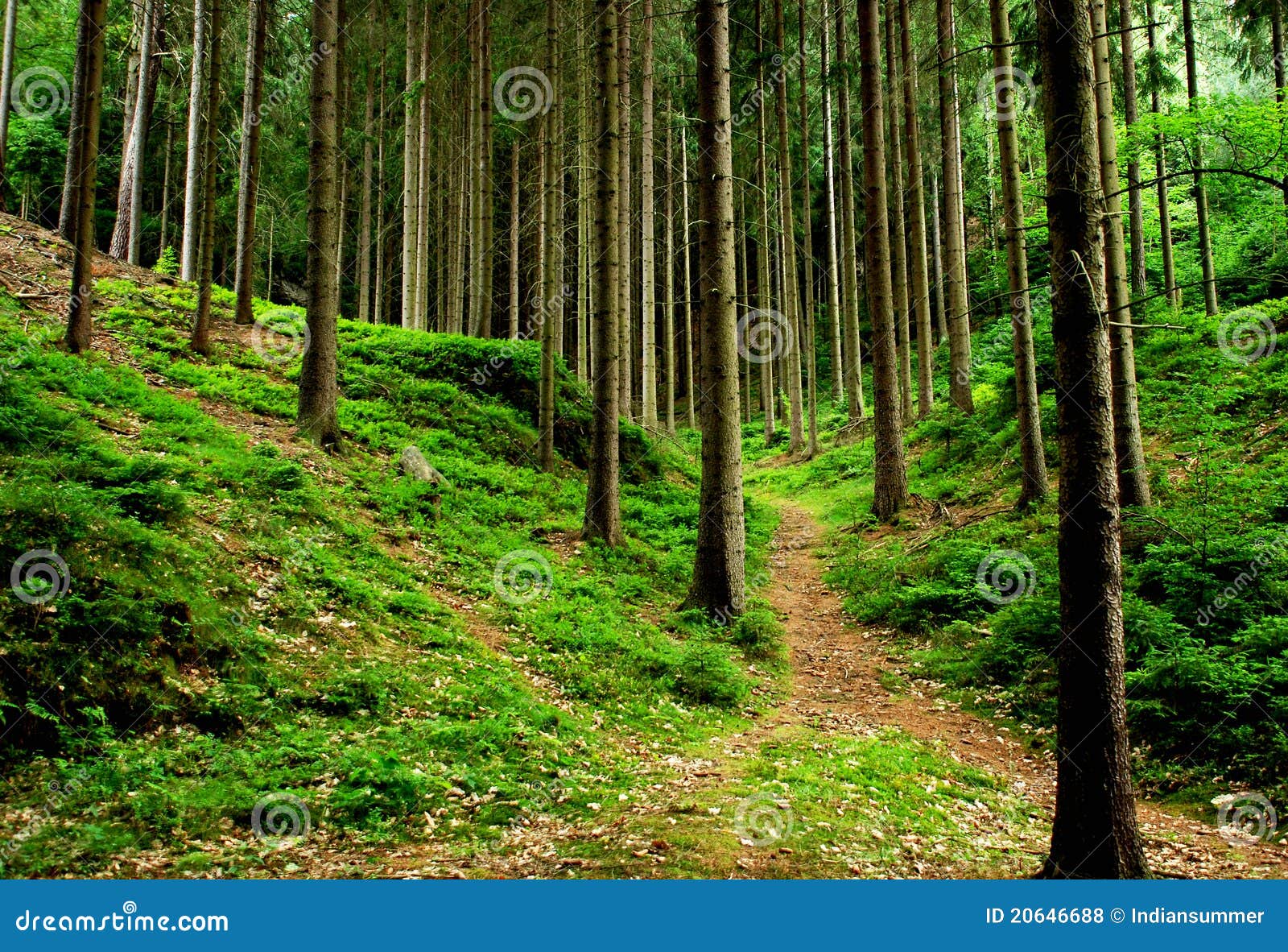 Old forest stock photo. Image of travel, nature, leaves - 20646688
