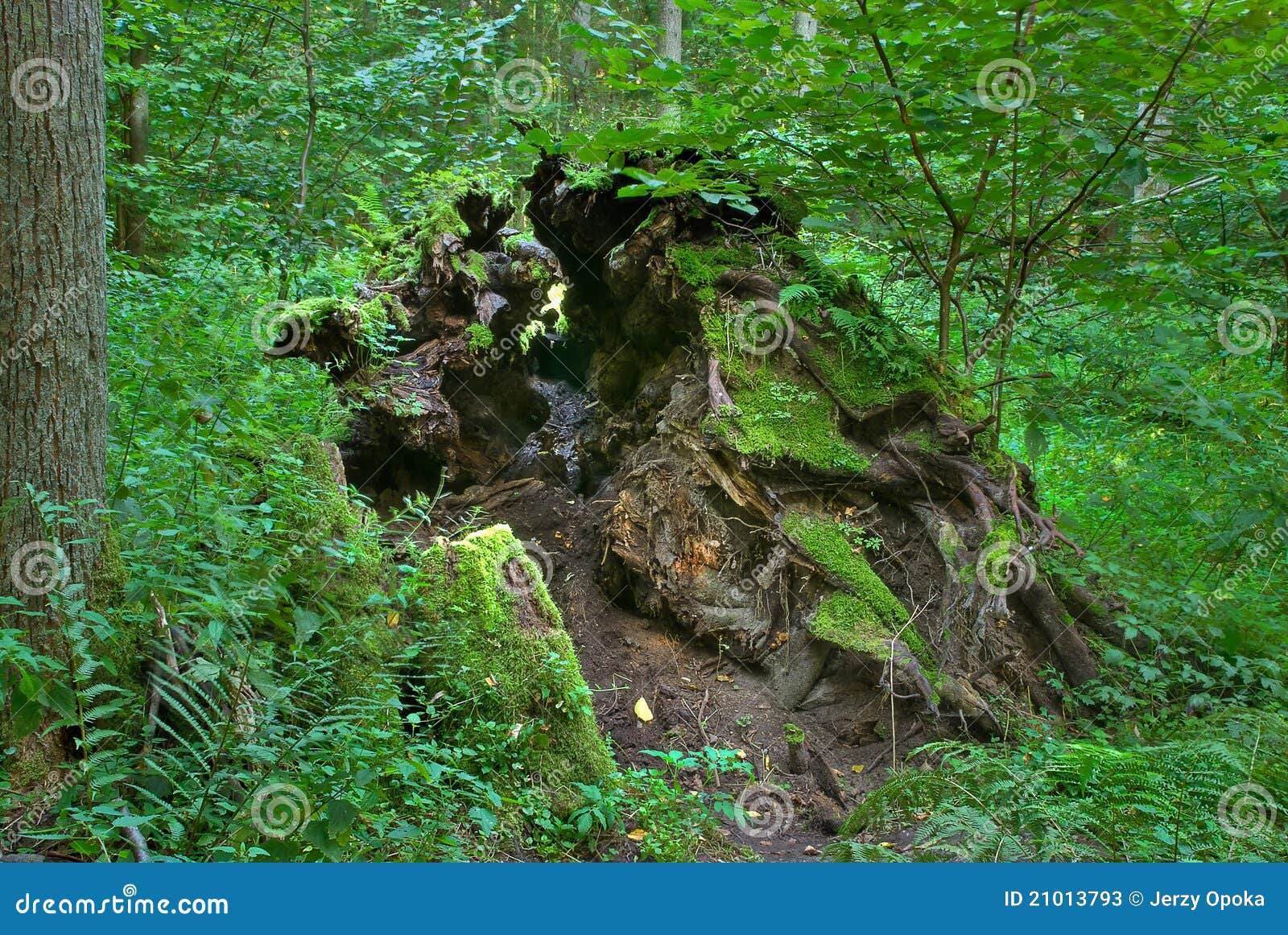 Old forest stock image. Image of amazing, trees, bialowieza - 21013793