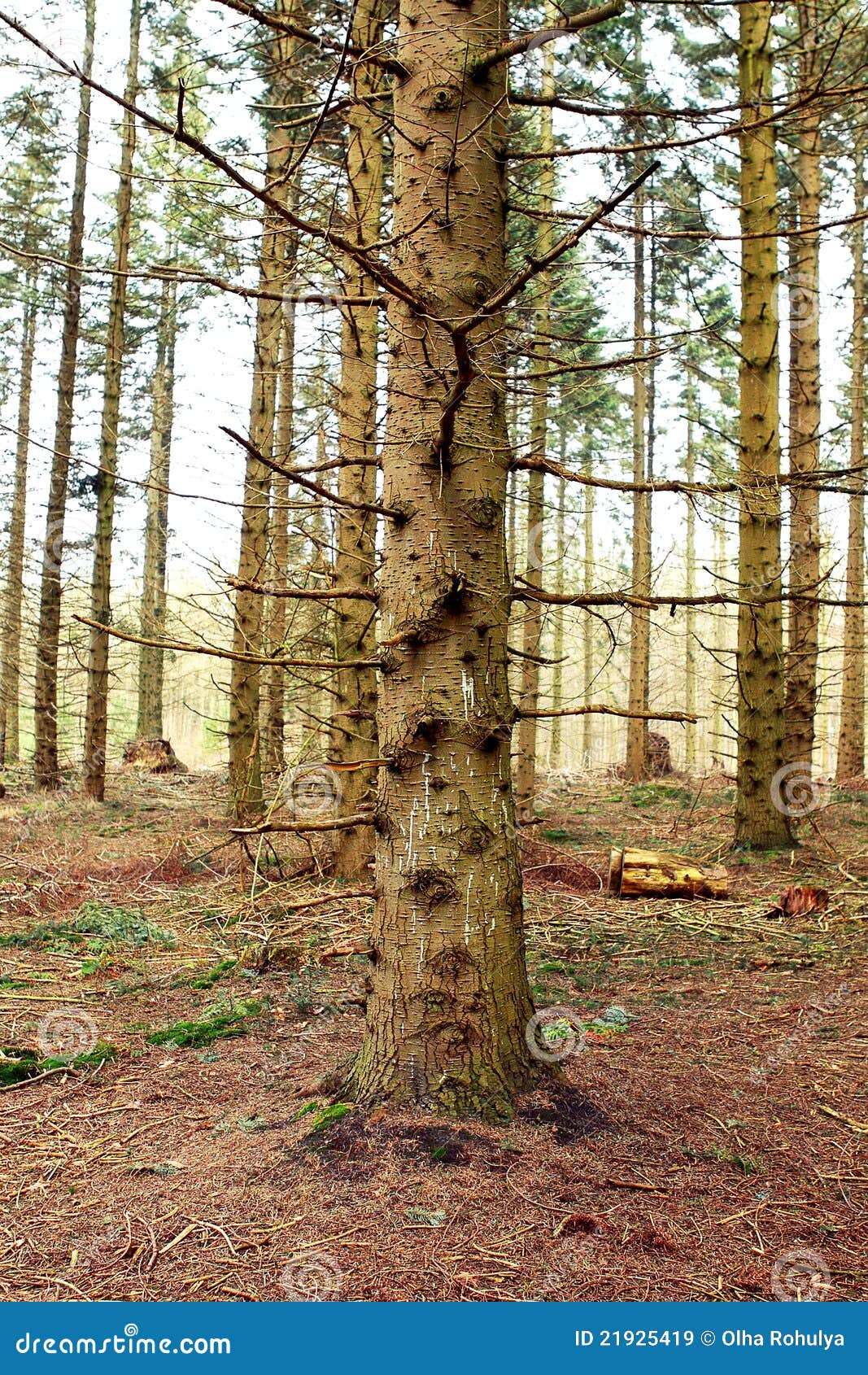 Old forest stock image. Image of background, abstract - 21925419