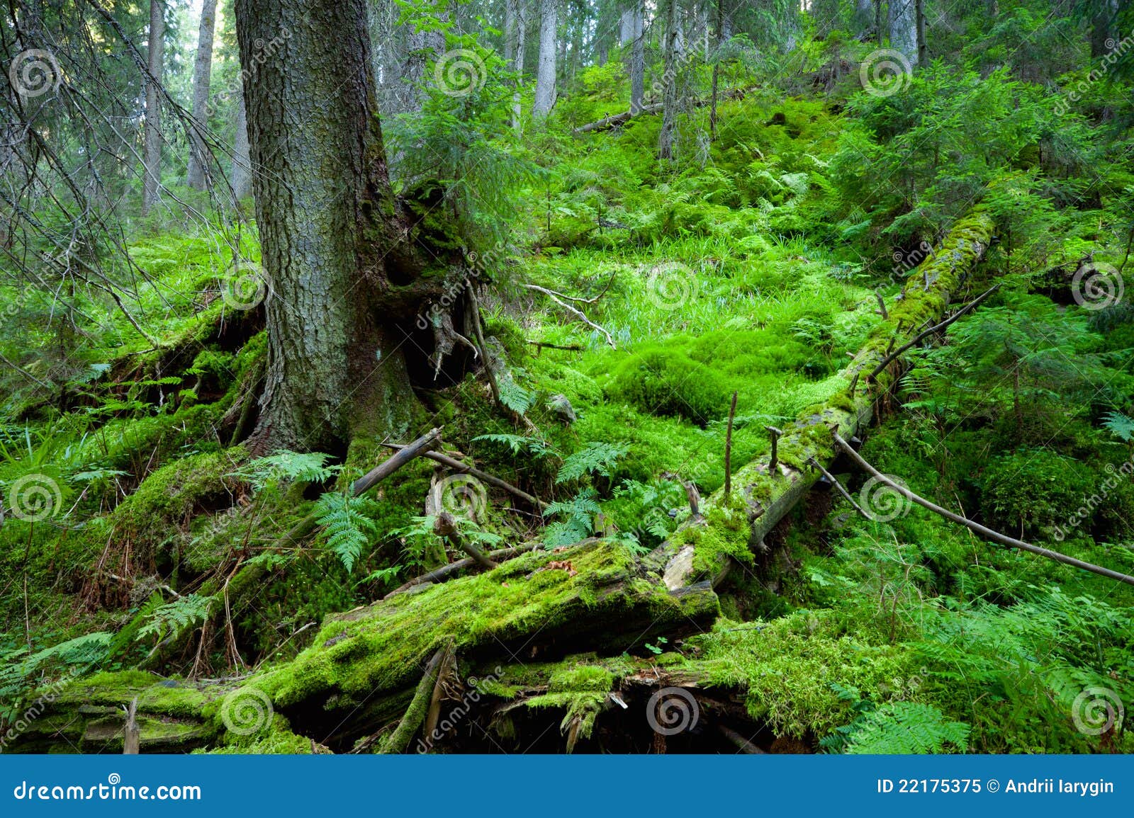 Old forest stock image. Image of fairy, tranquil, rural - 22175375