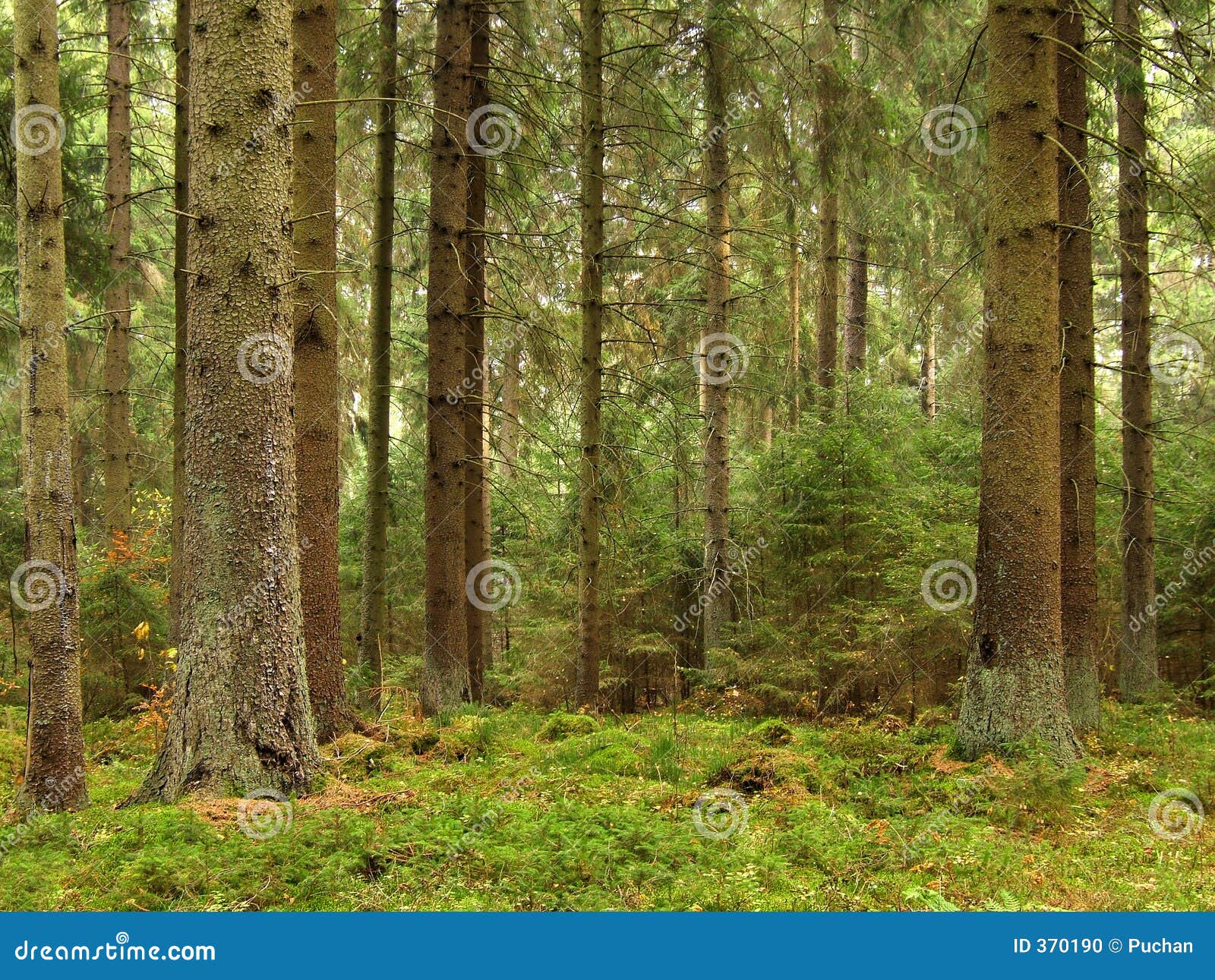 Old forest stock photo. Image of forest, details, nature - 370190
