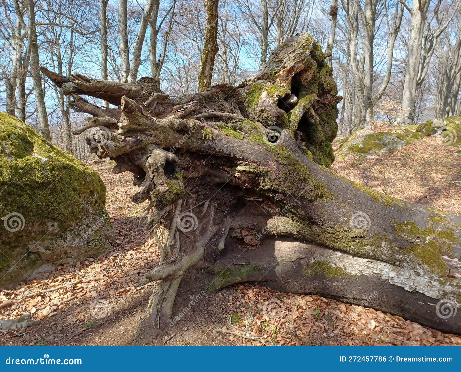 In an Old Forest the Dead Trees Fall and Decay To Return To the Earth ...