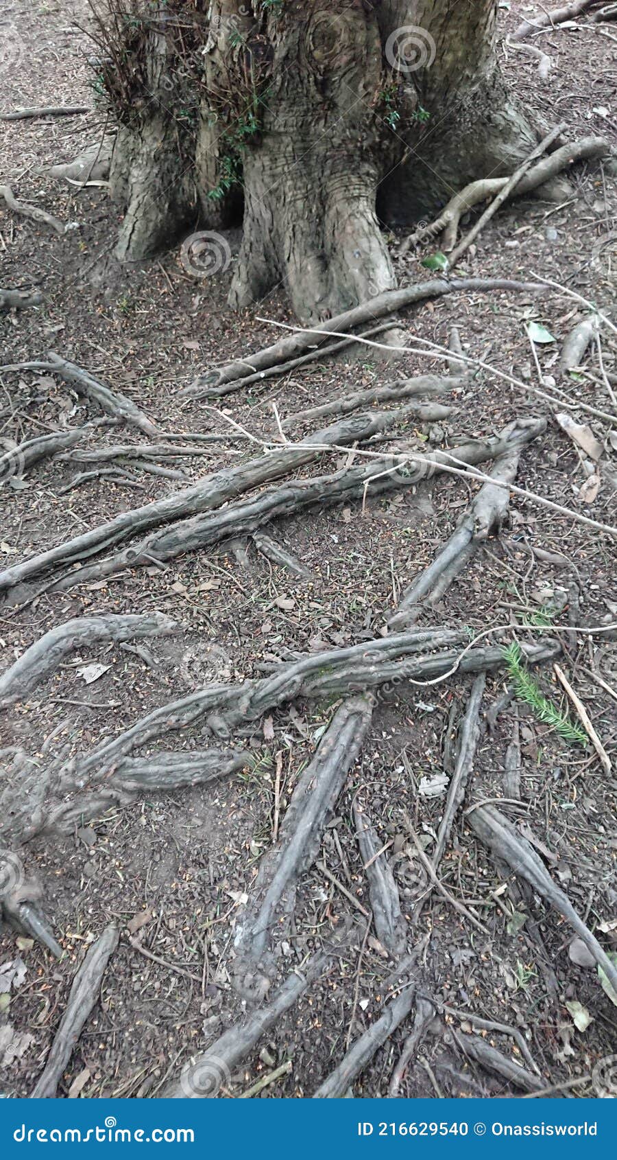 Old Forest Extended Tree Roots Stock Photo - Image of forest, extentree ...