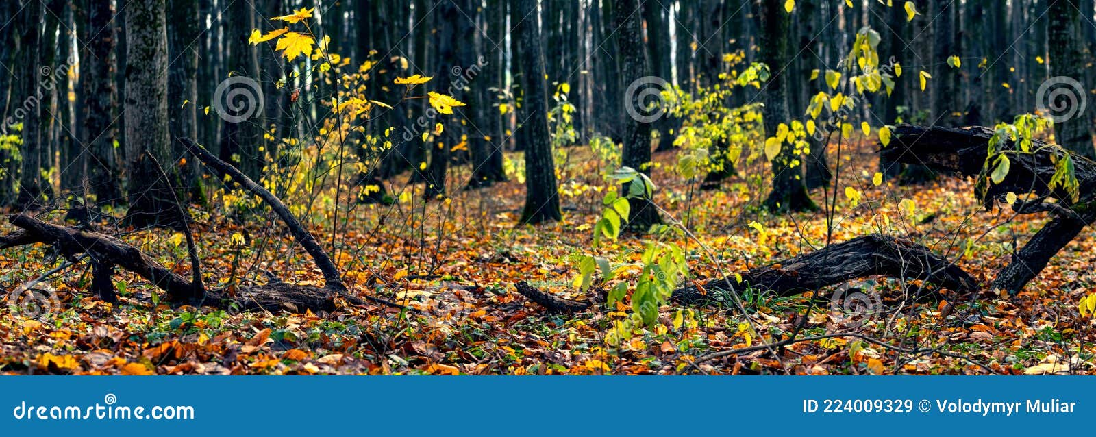 Old Forest with Fallen Trees in Autumn. Panorama Stock Image - Image of ...