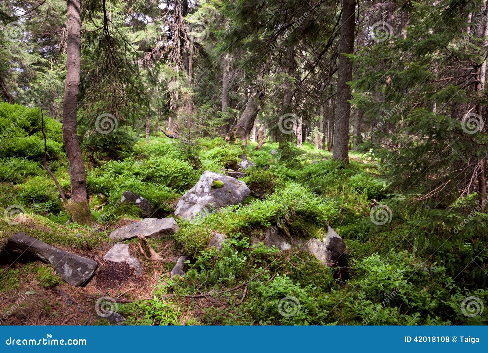 Old Forest in the Mountain - Stones, Moss and Pine Trees. Stock Photo ...