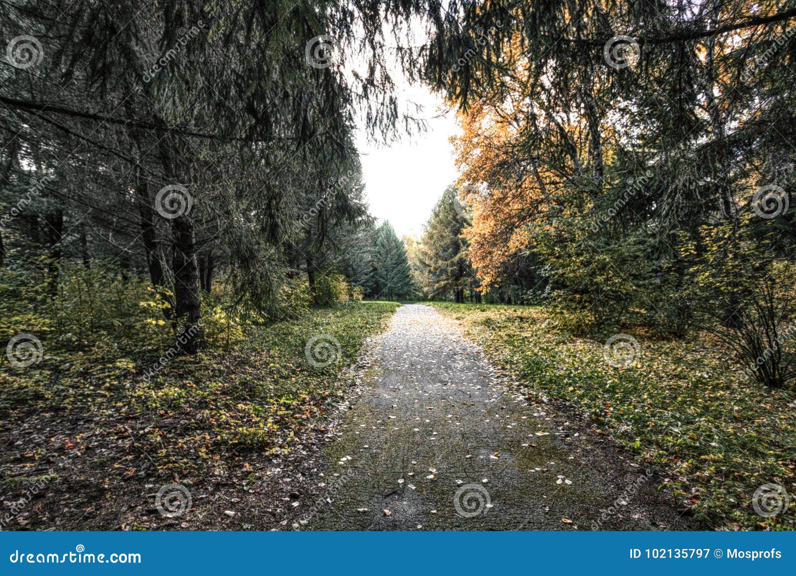 Old forest path stock image. Image of leaves, green - 102135797