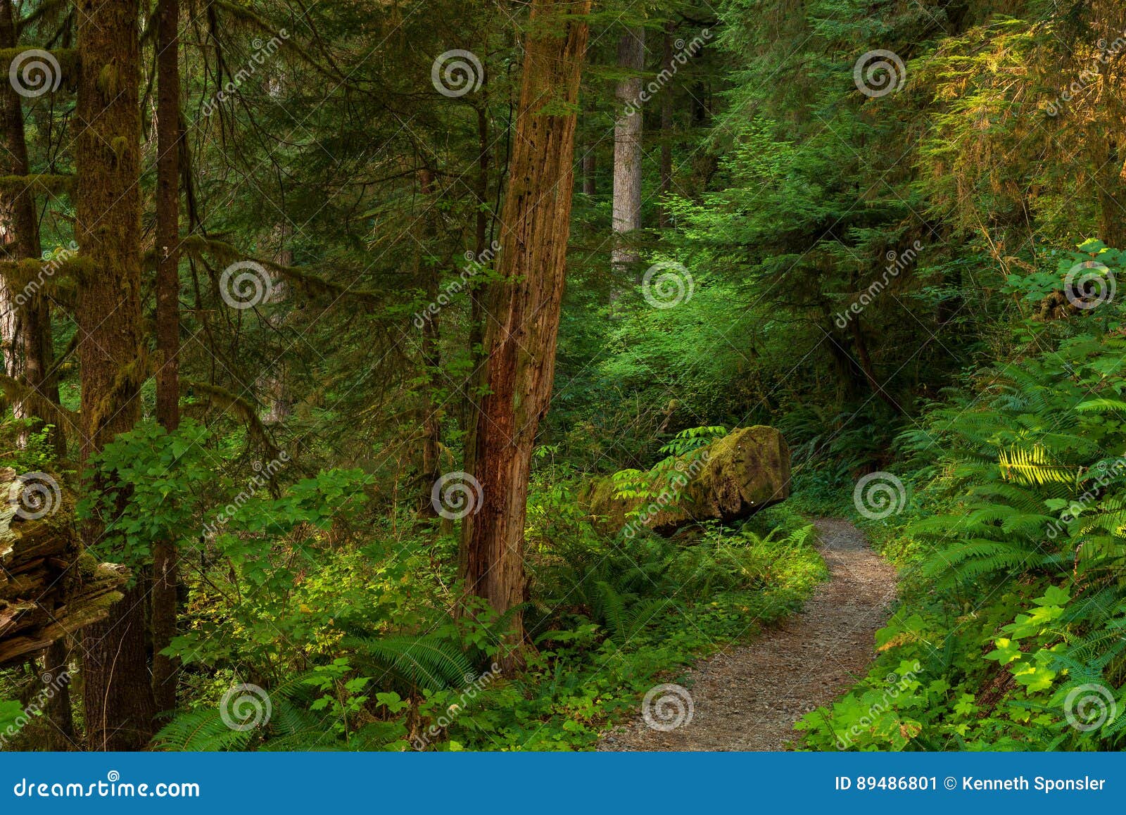 Old forest path stock image. Image of ferns, national - 89486801