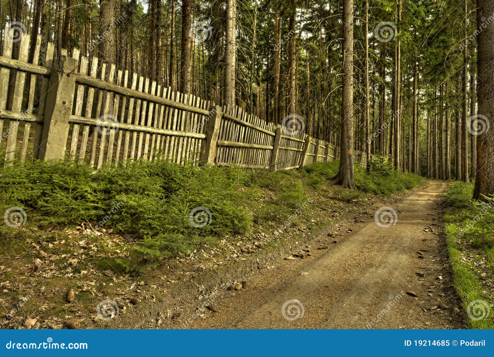 The old forest road stock image. Image of mood, hedge - 19214685