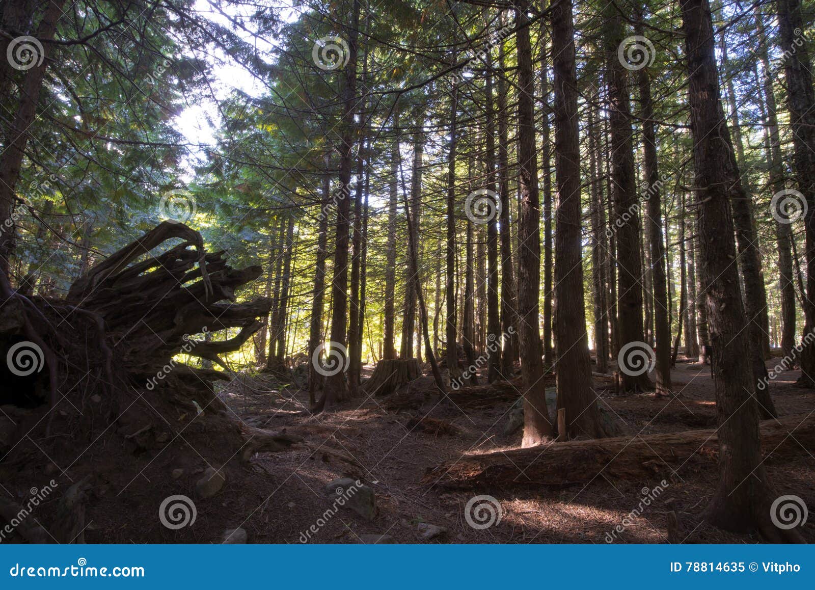 Old Forest with Rotten Fallen Trees with Powerful Roots Stock Image ...