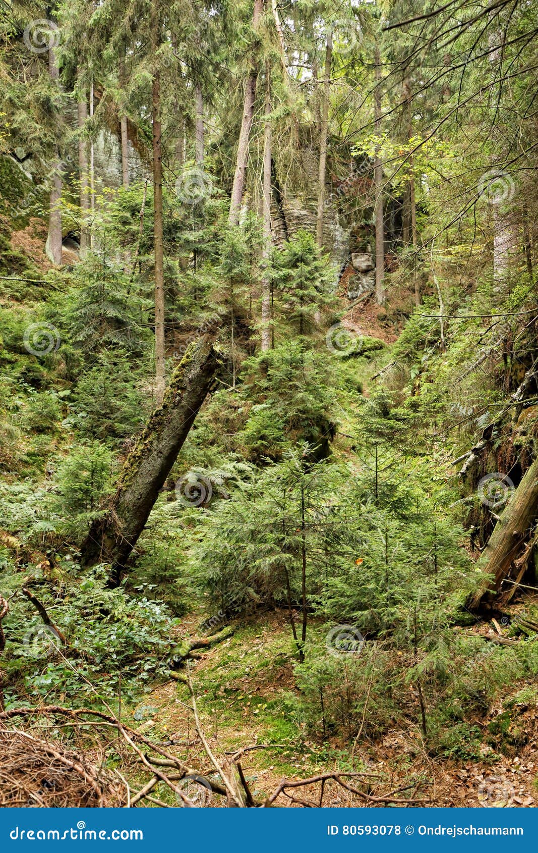 Old Forest Scenery with Rotten Tree Trunks Stock Photo - Image of ...
