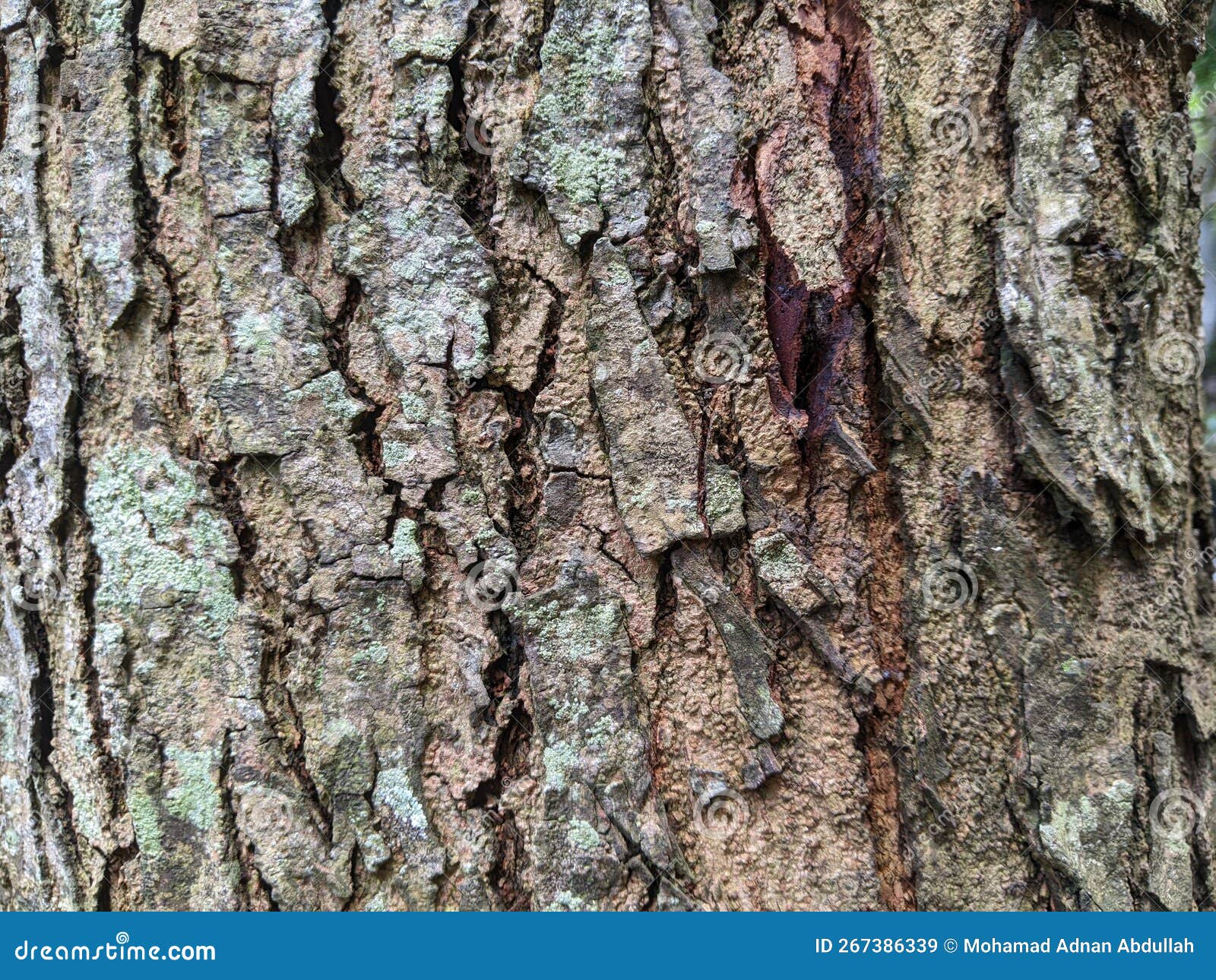 Old Forest Tree Bark Pattern Abstrack Background - Natural Concept ...