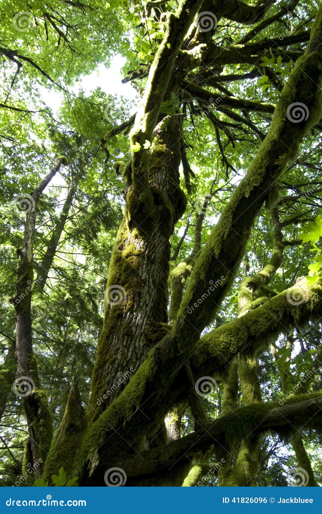 Old forest tree stock photo. Image of afternoon, tall - 41826096