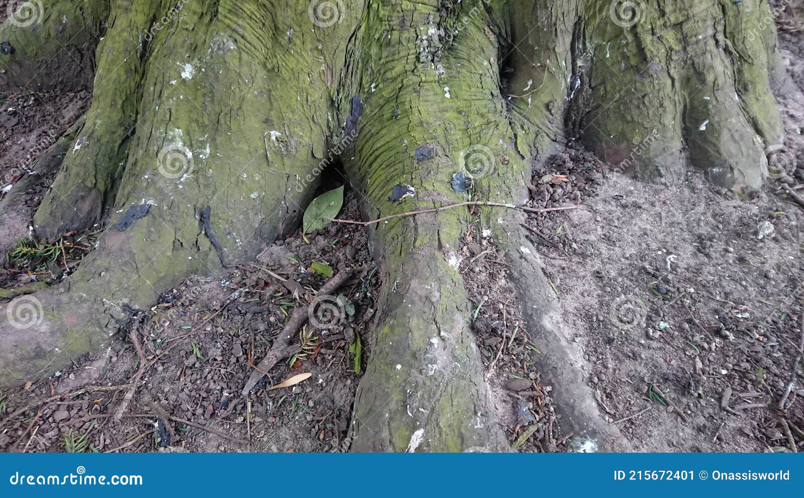 Old Forest Tree Roots Background Stock Image - Image of roots, forest ...