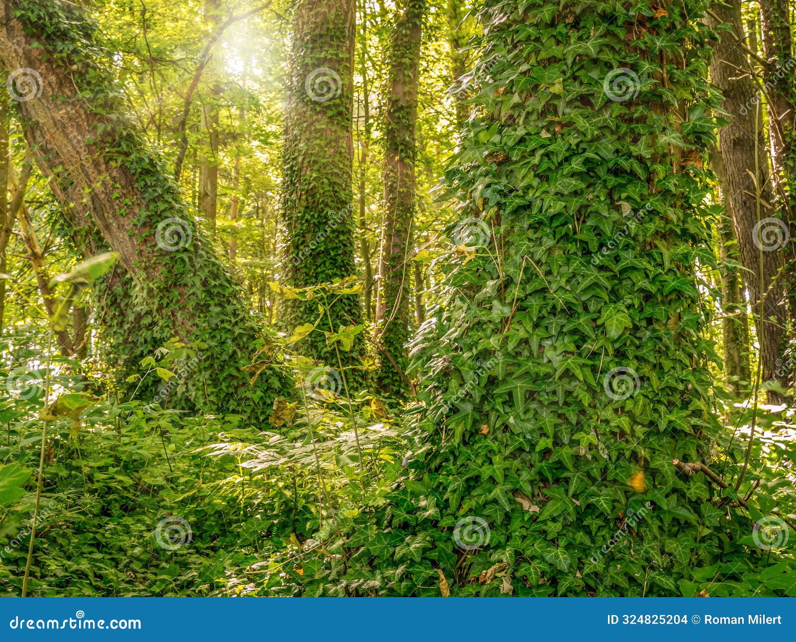 Sun Rays Shining Down On Cross With Bible Stock Photography ...