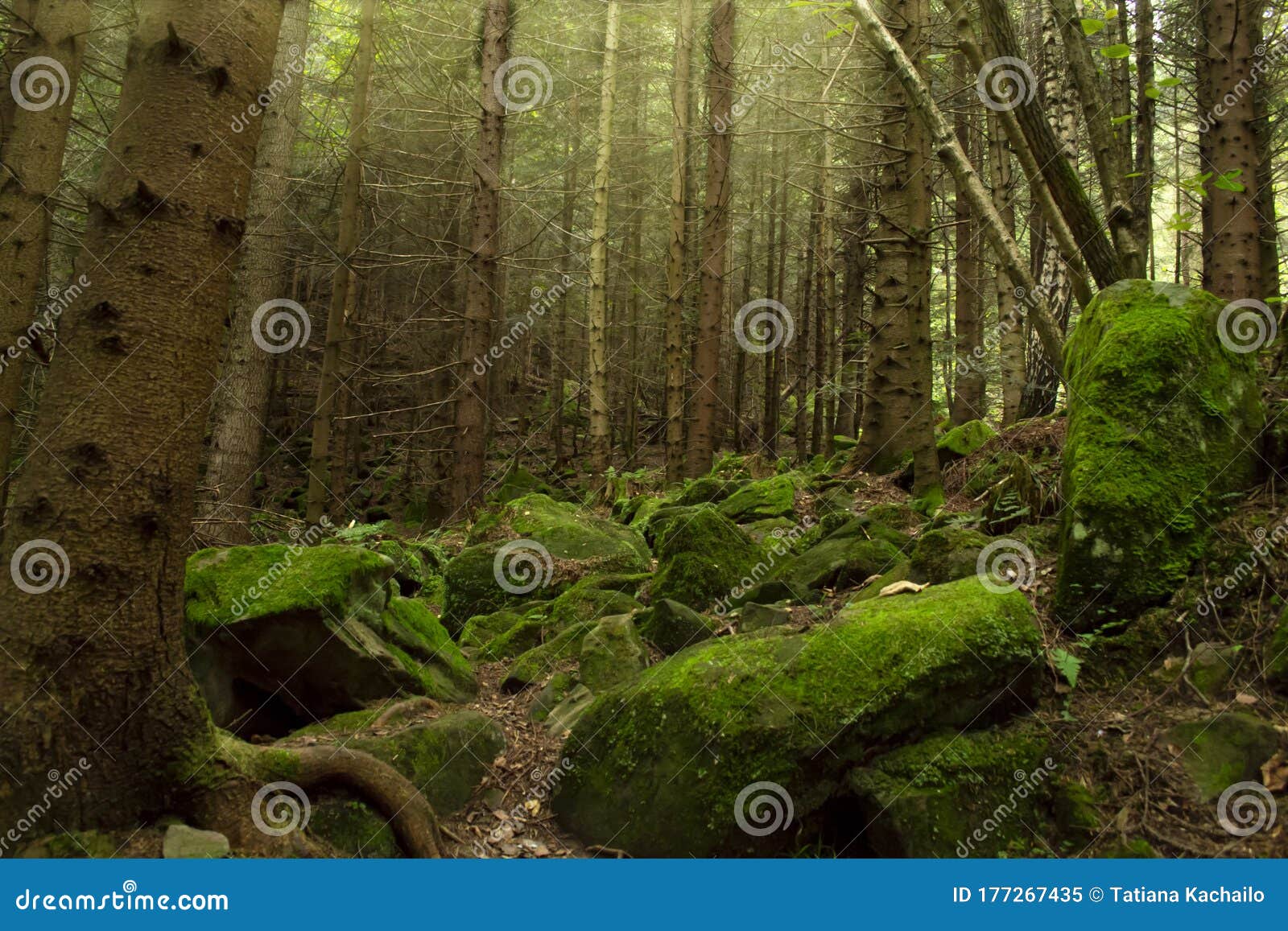 Old Forest. Trees in a Forest Backlit by the Sun Stock Image - Image of ...