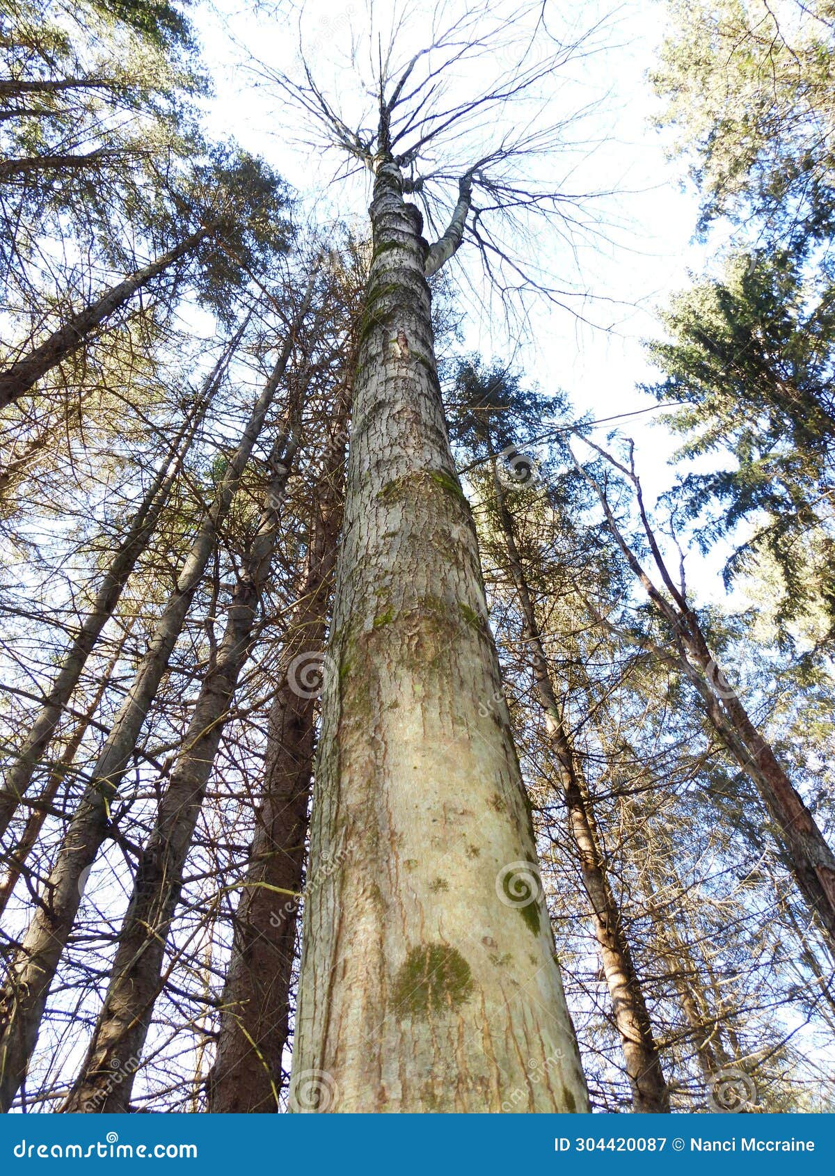 Old Forest Trees Grow Tall Reaching To the Sky in FingerLakes Hammond ...