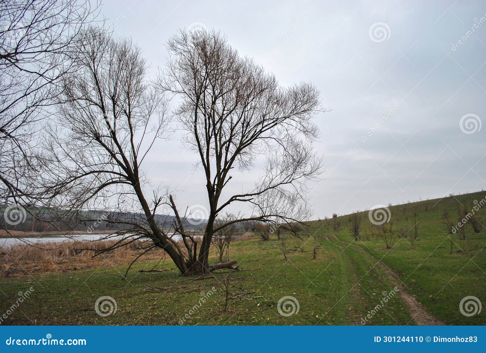 An Old Forked Tree on the River Bank Stock Photo - Image of woods ...