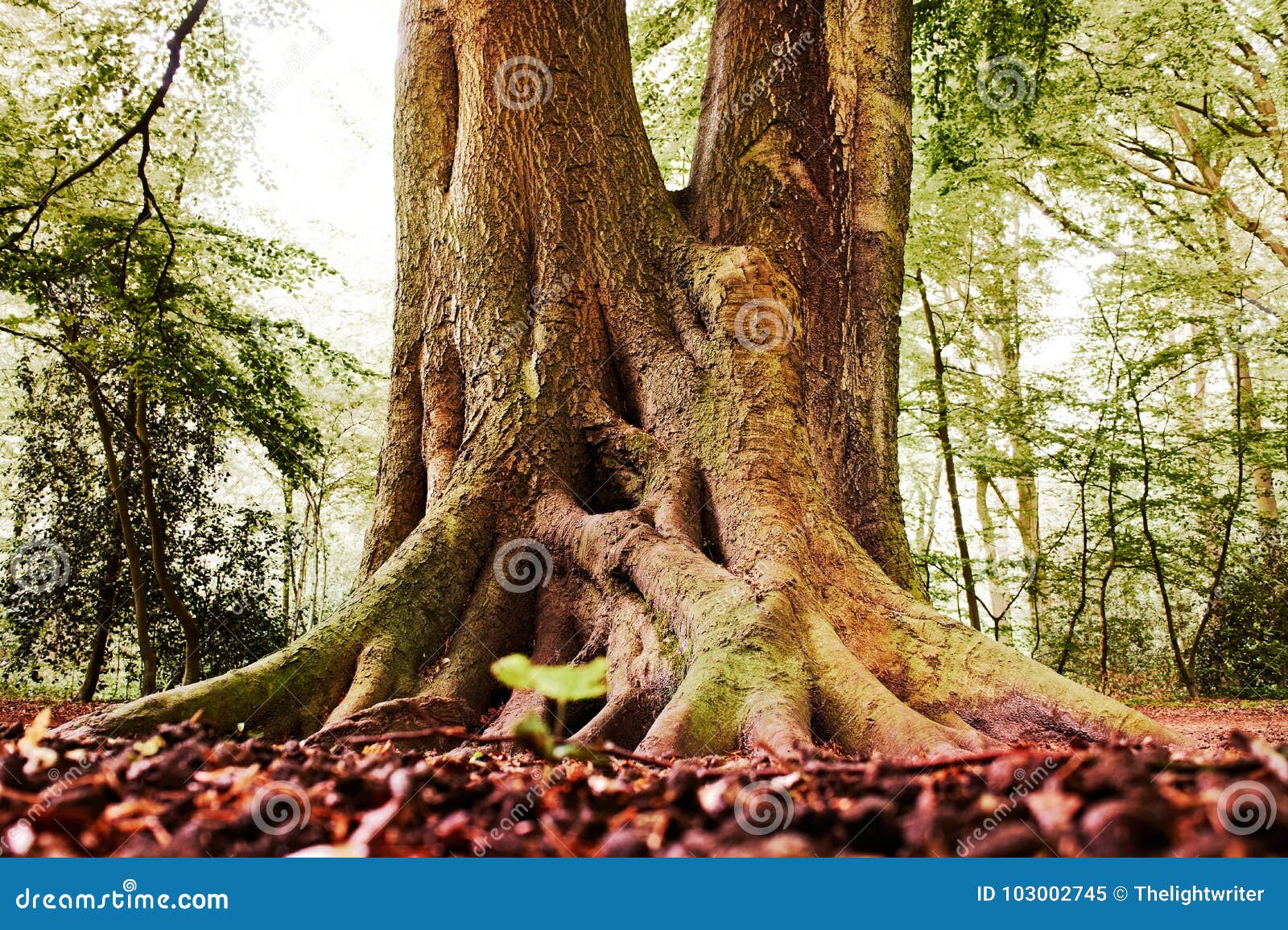 Old Forrest Giant of a Tree Stock Image - Image of growth, conservation ...