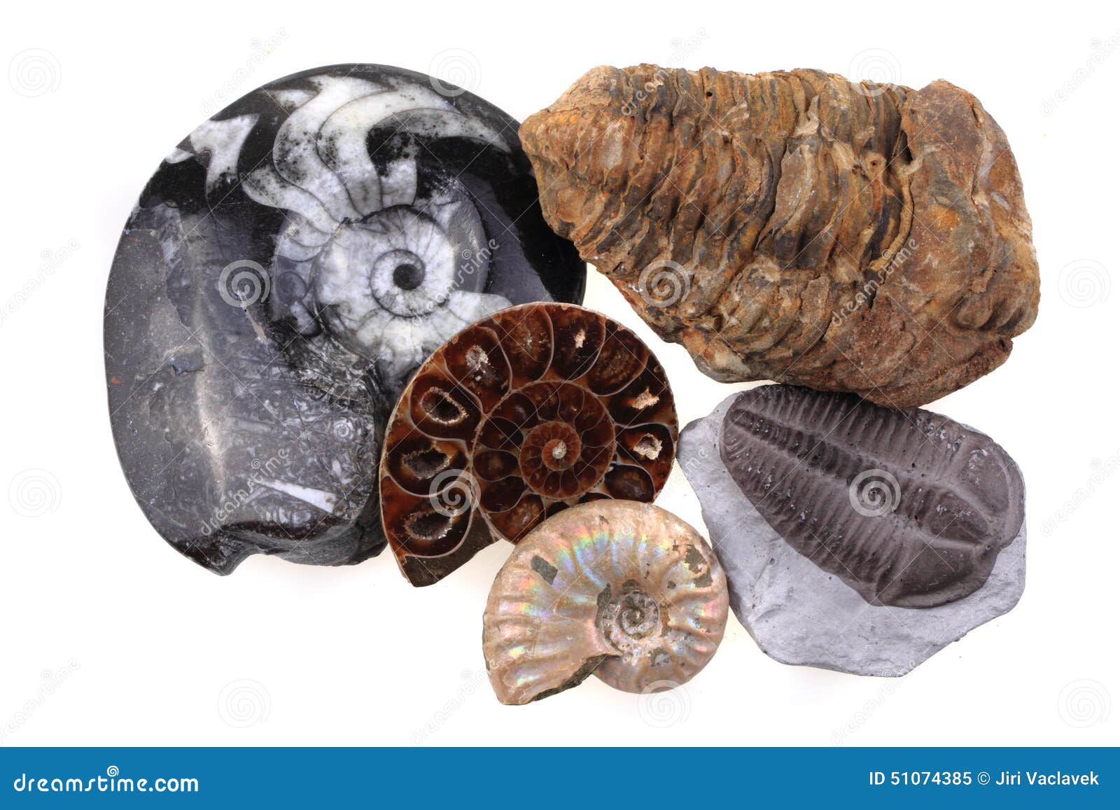 Old fossil collection stock image. Image of mollusc, ammonite - 51074385