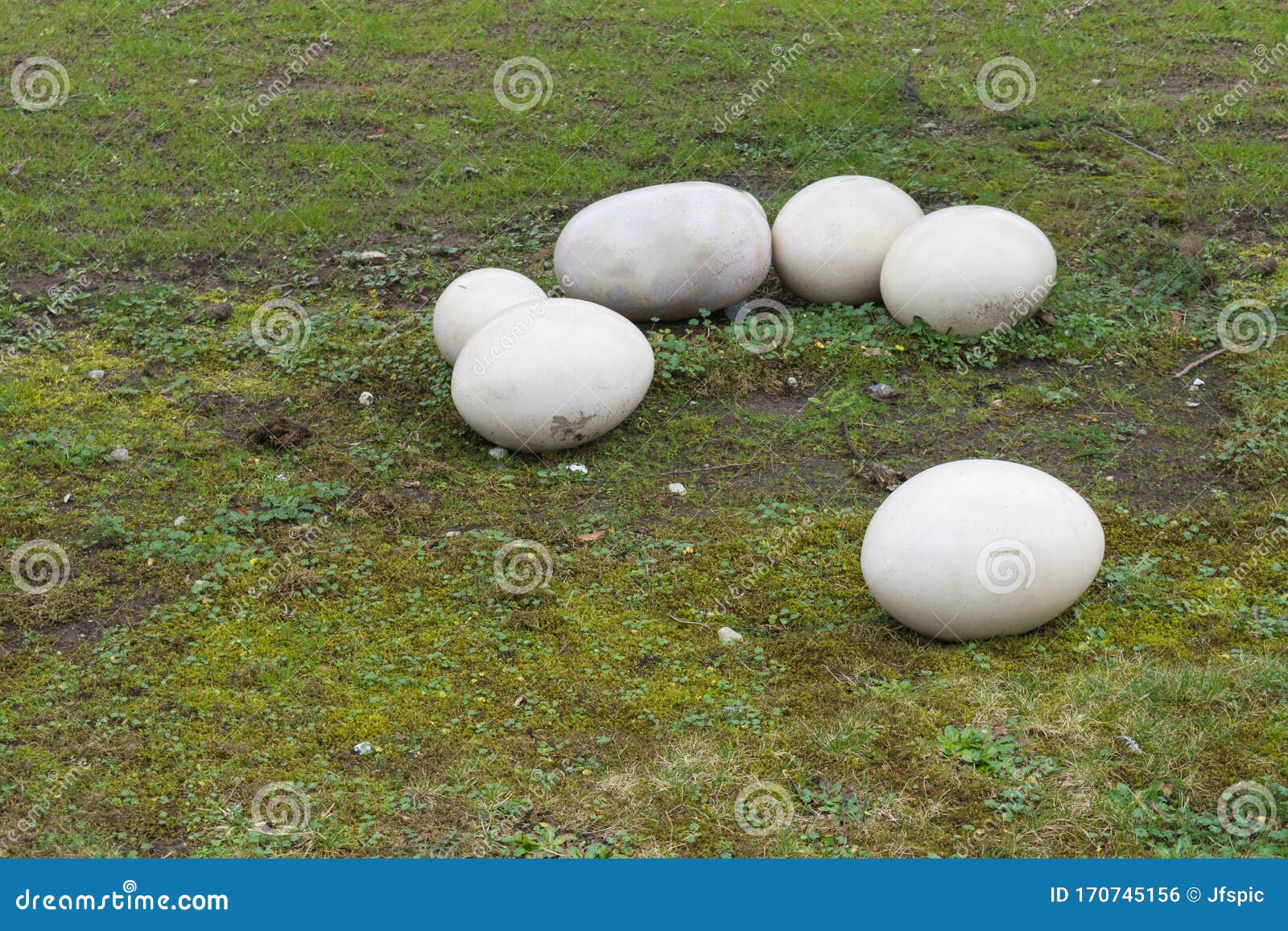 Fossil Stone Eggs of a Dinosaur Stock Photo - Image of flight ...