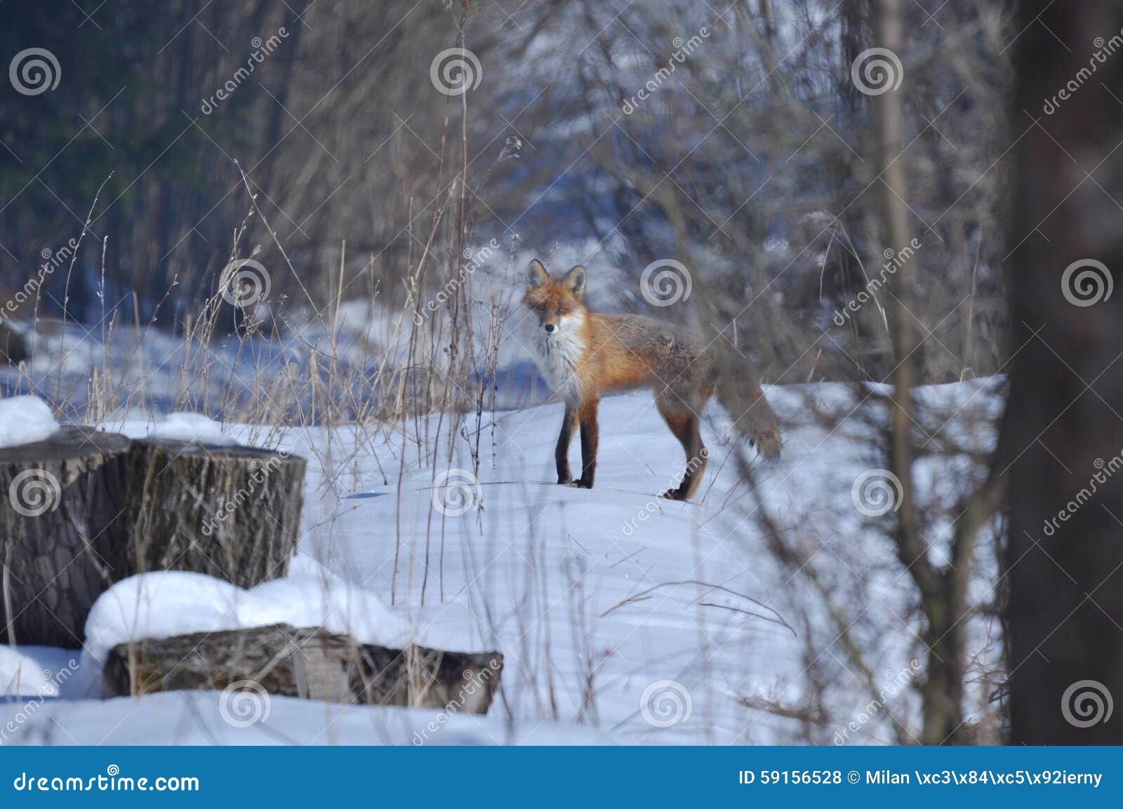 Old fox stock photo. Image of hunting, winter, forest - 59156528