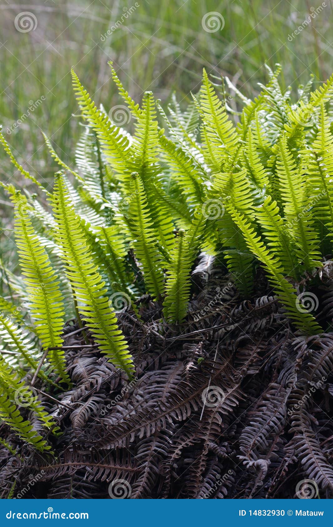 Old and Fresh Leaves of Deer Fern. Stock Photo - Image of spring ...