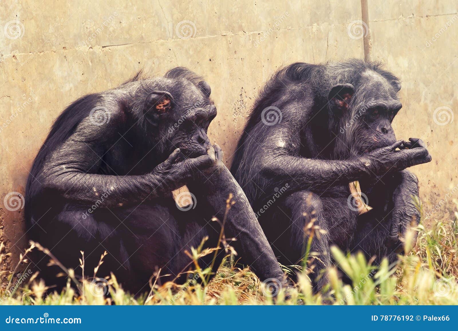 Old friends tired. stock photo. Image of instinct, look - 78776192